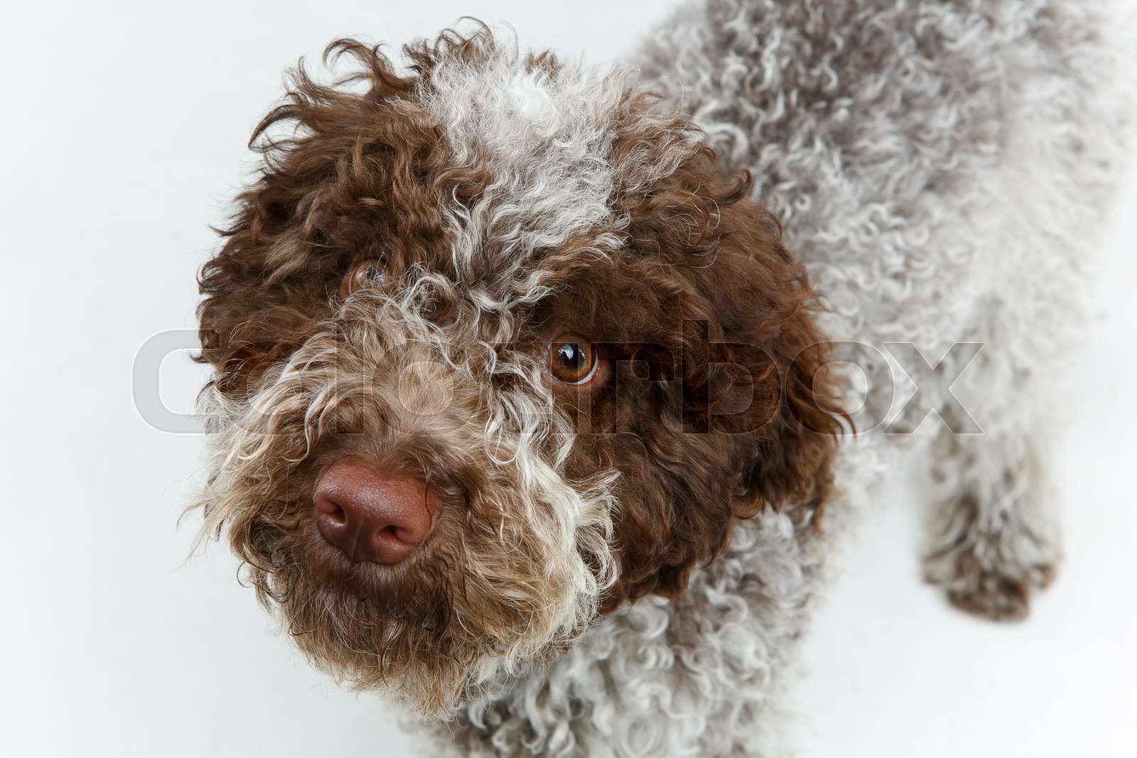 beautiful brown fluffy puppy | Stock image | Colourbox
