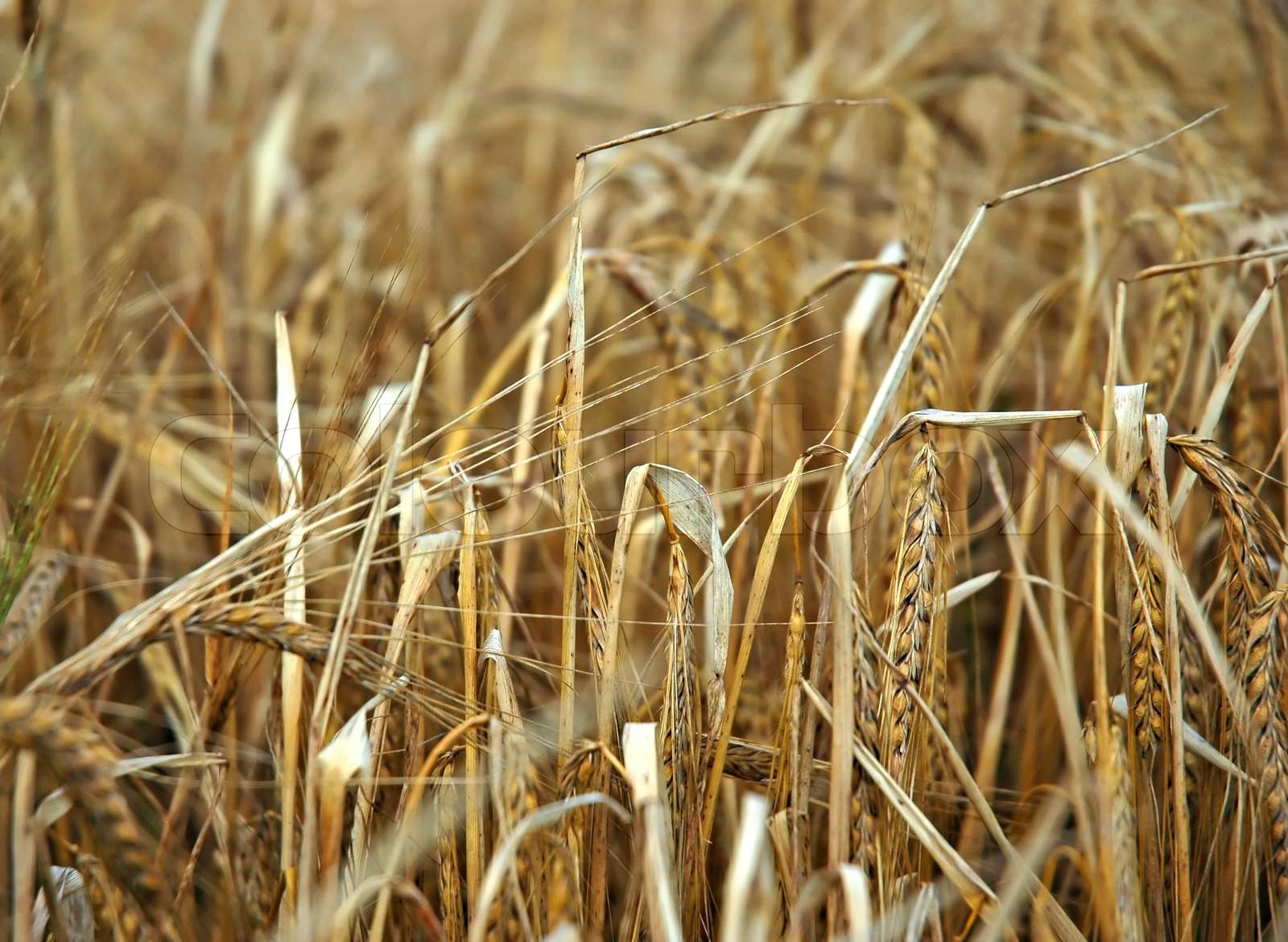 Das Feld ist reif Gerste | Stock Bild | Colourbox