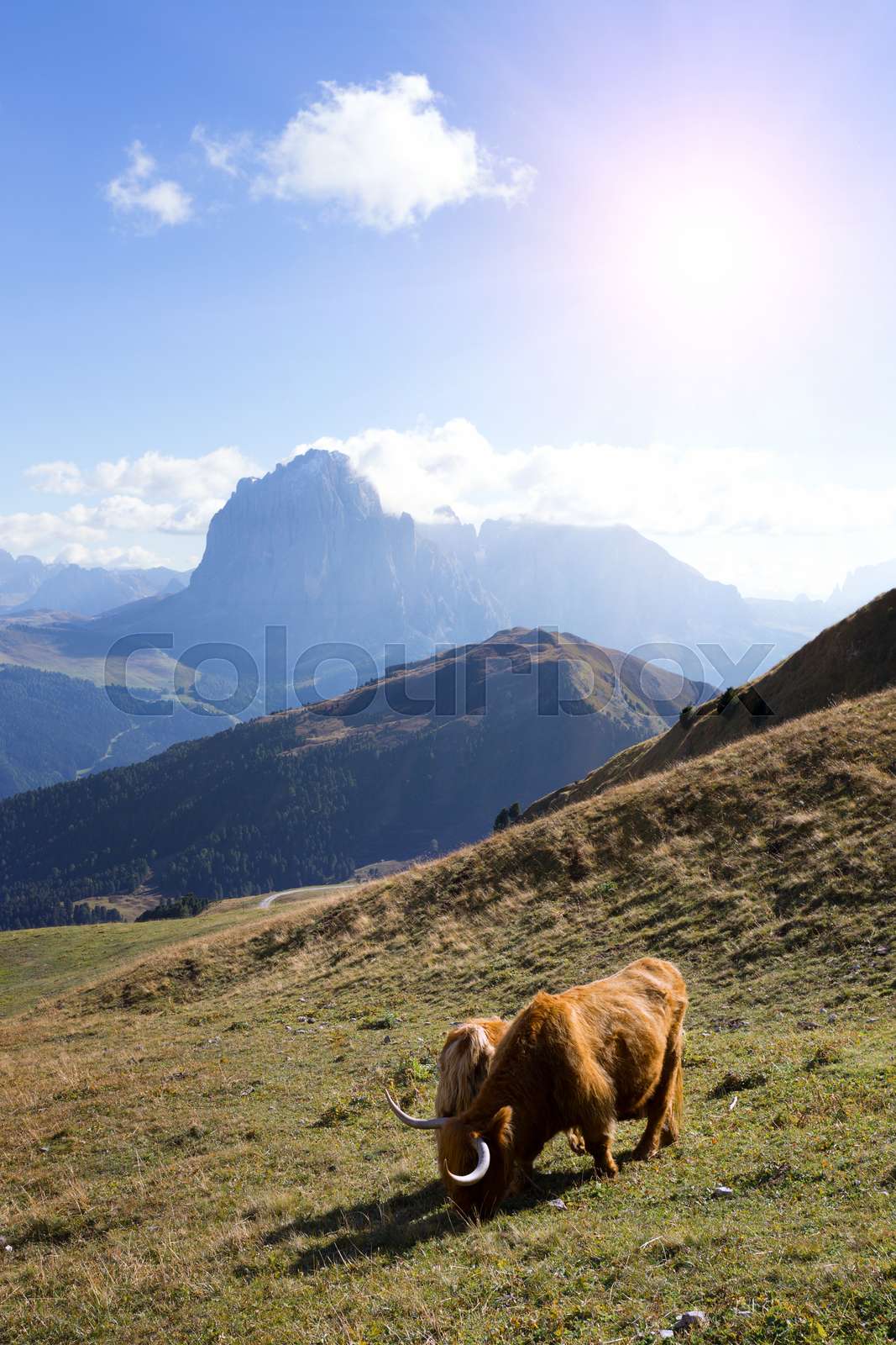 Bos mutus at the Seceda, Dolomites | Stock image | Colourbox