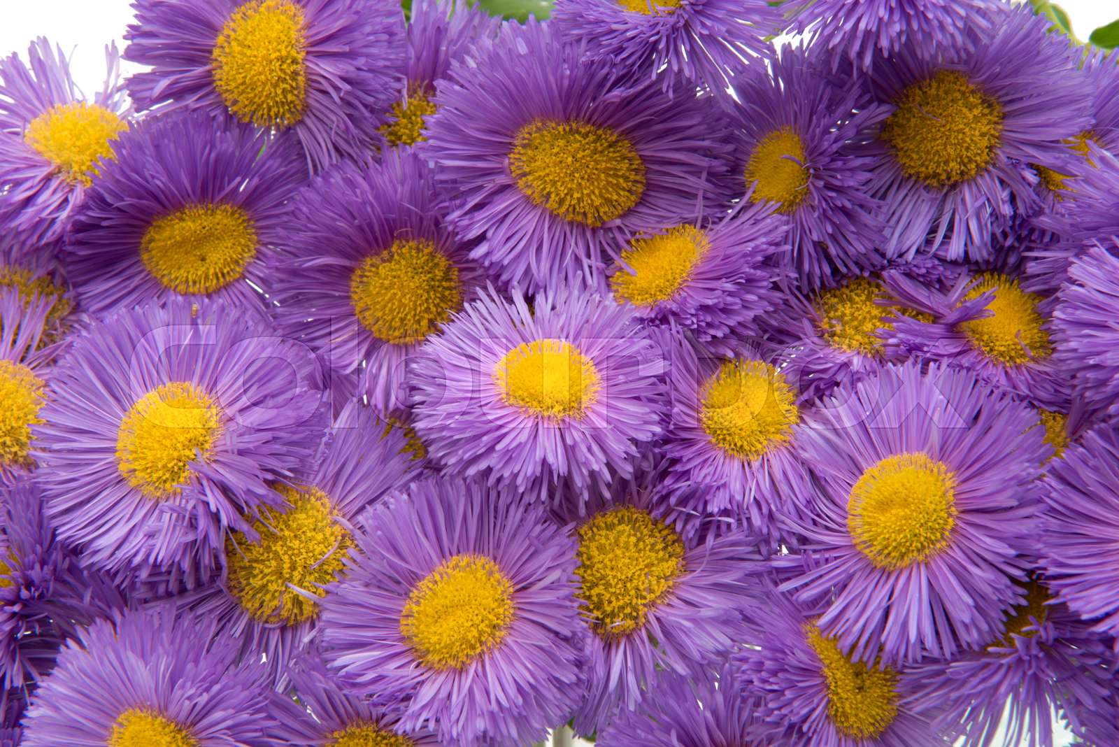 lilac aster isolated | Stock image | Colourbox