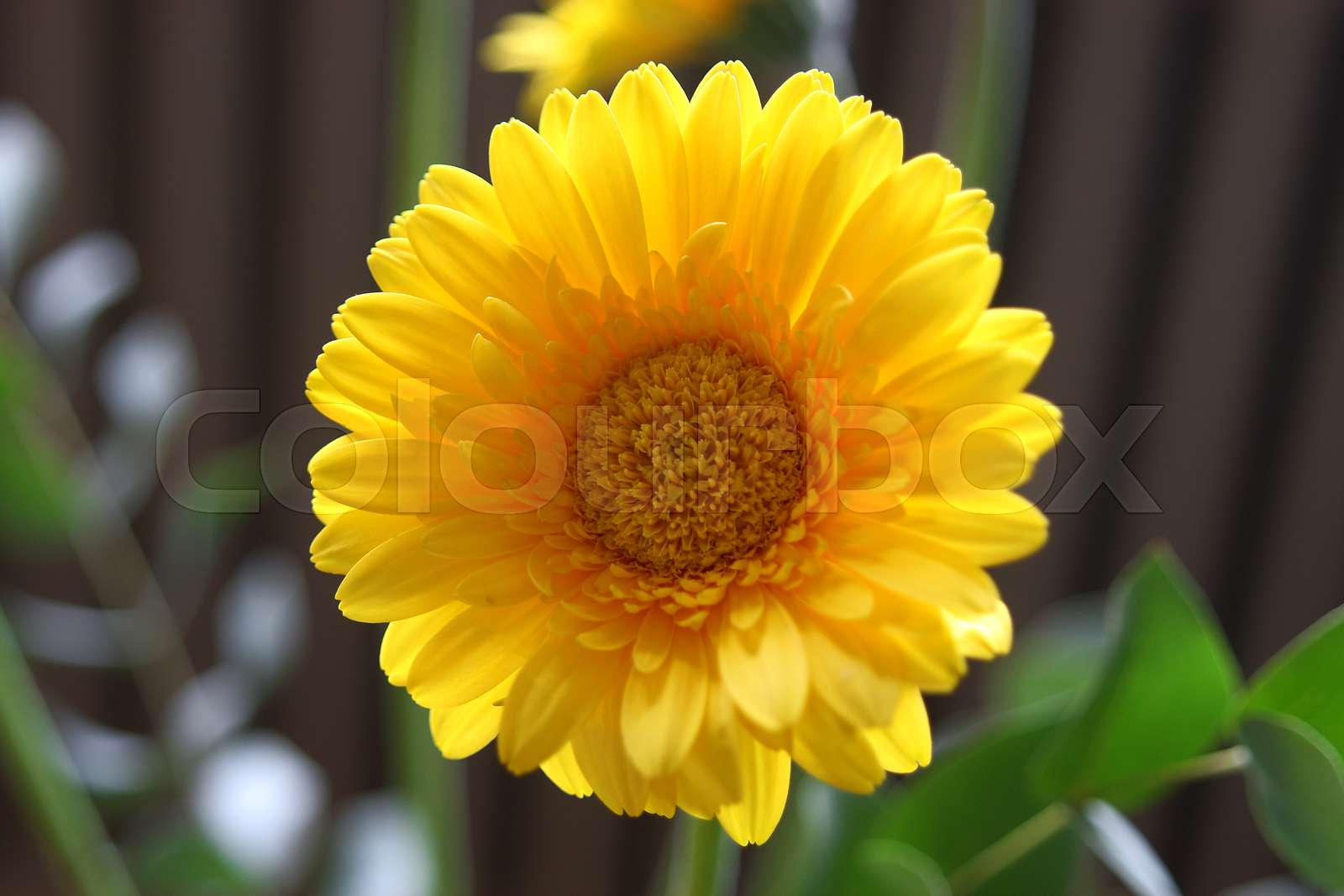Gelbe Gerbera | Stock Bild | Colourbox