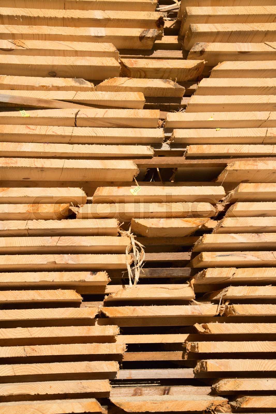 Fresh wooden studs | Stock image | Colourbox