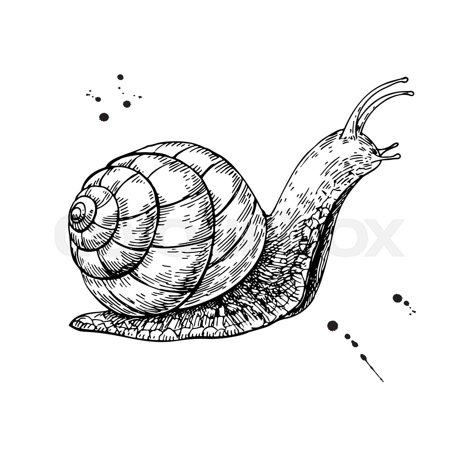 Snail Pencil Sketch