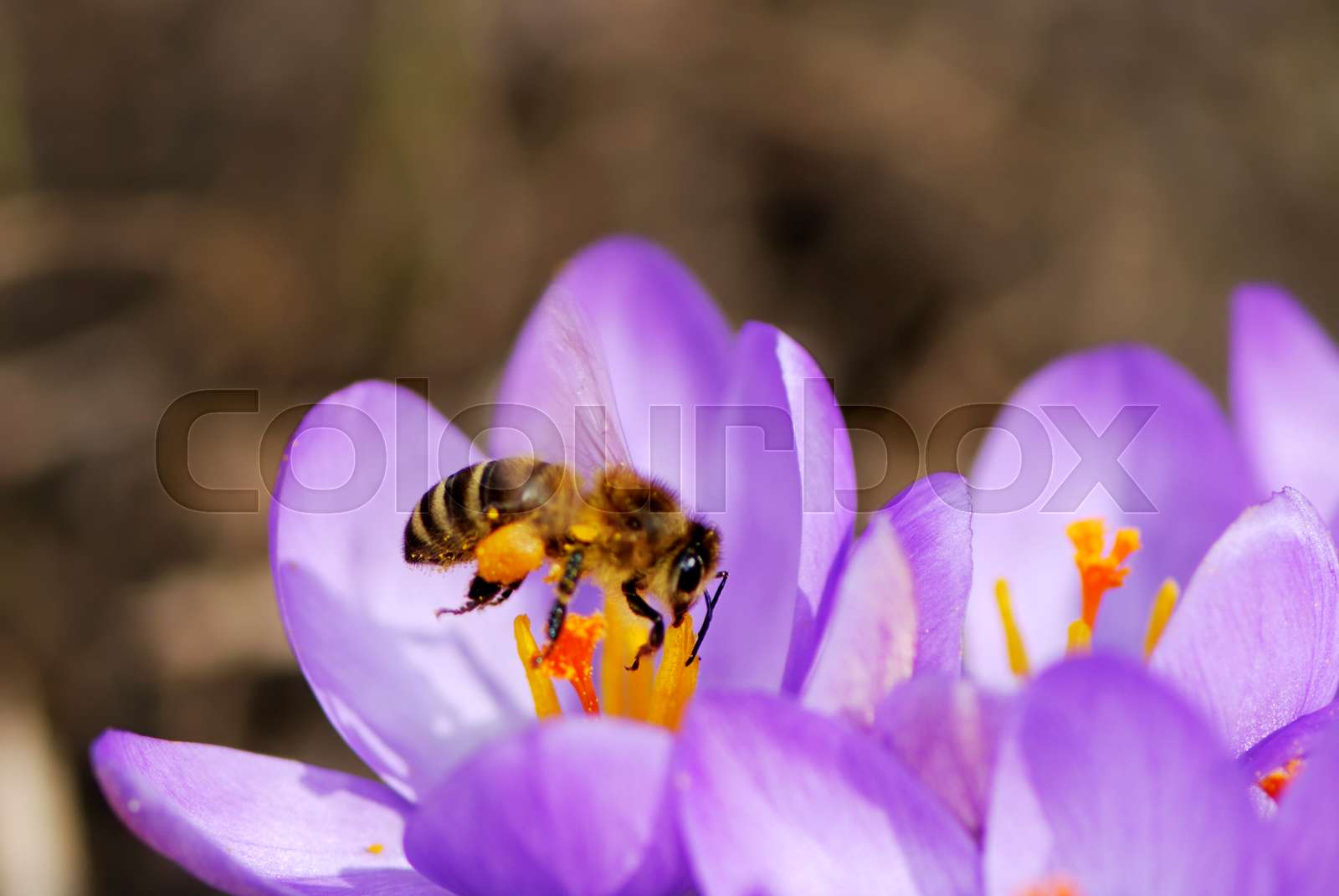 Flying Honeybee | Stock image | Colourbox