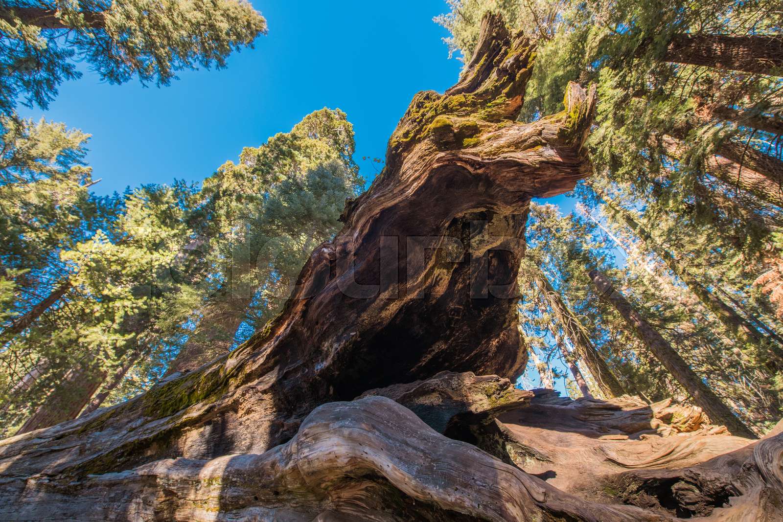 Fallen Giant Sequoia Tree | Stock image | Colourbox