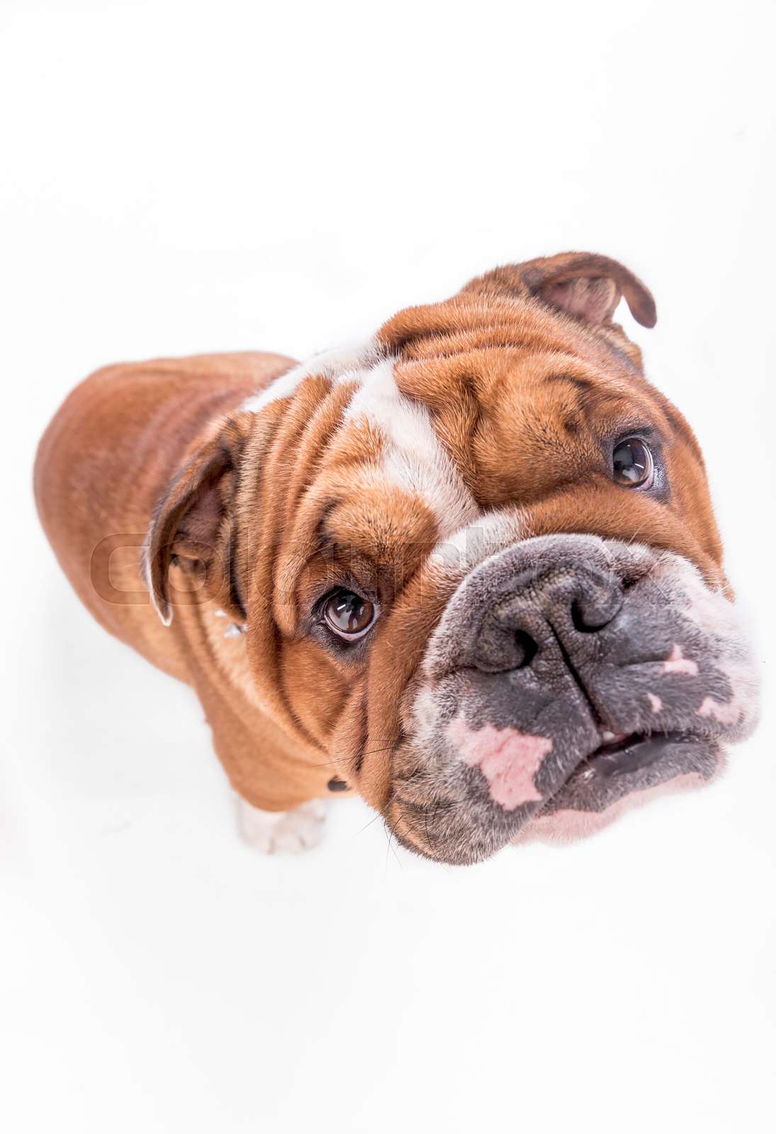 english bulldog, little, closeup | Stock image | Colourbox