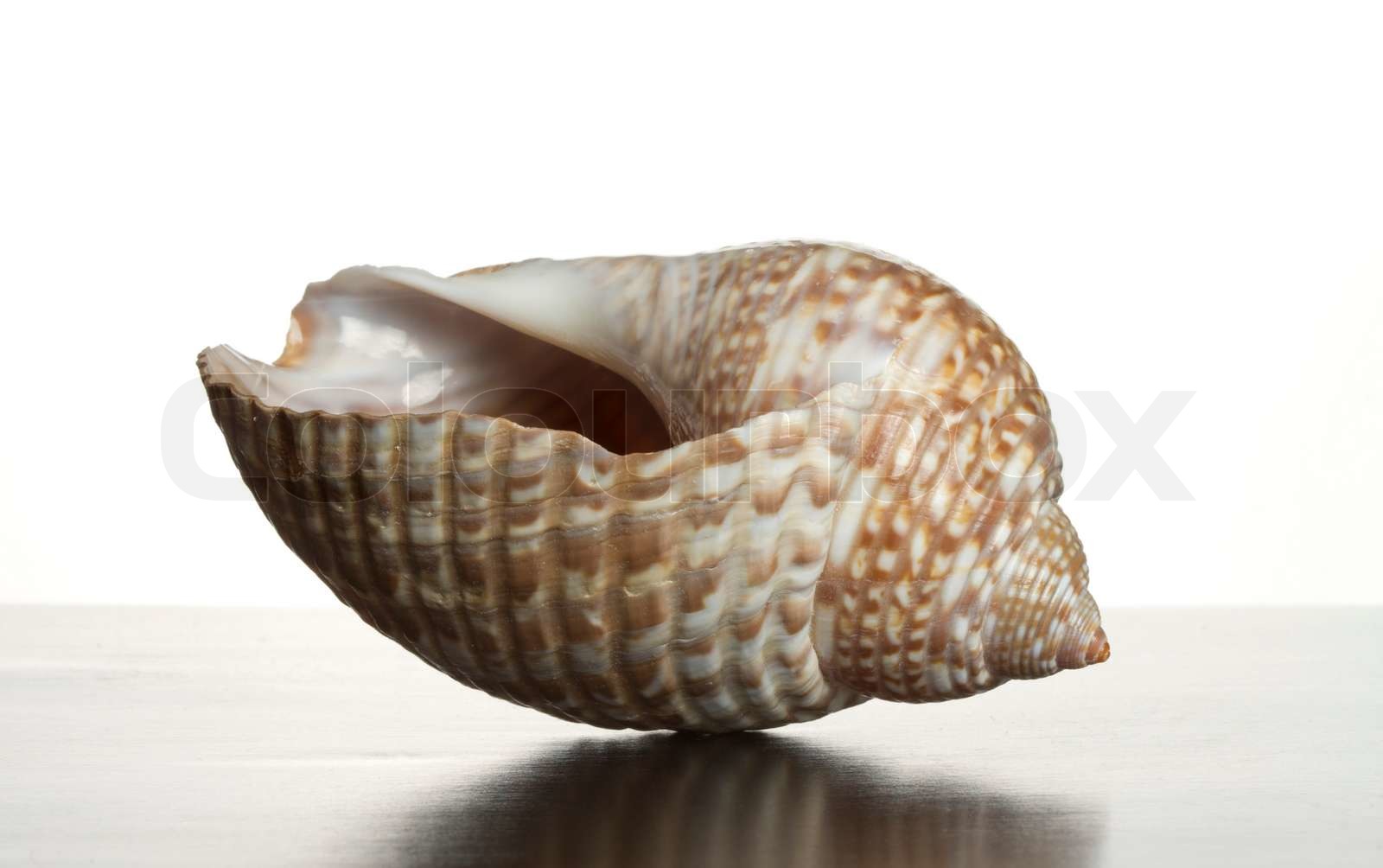 A single shell placed on a reflective surface | Stock image | Colourbox
