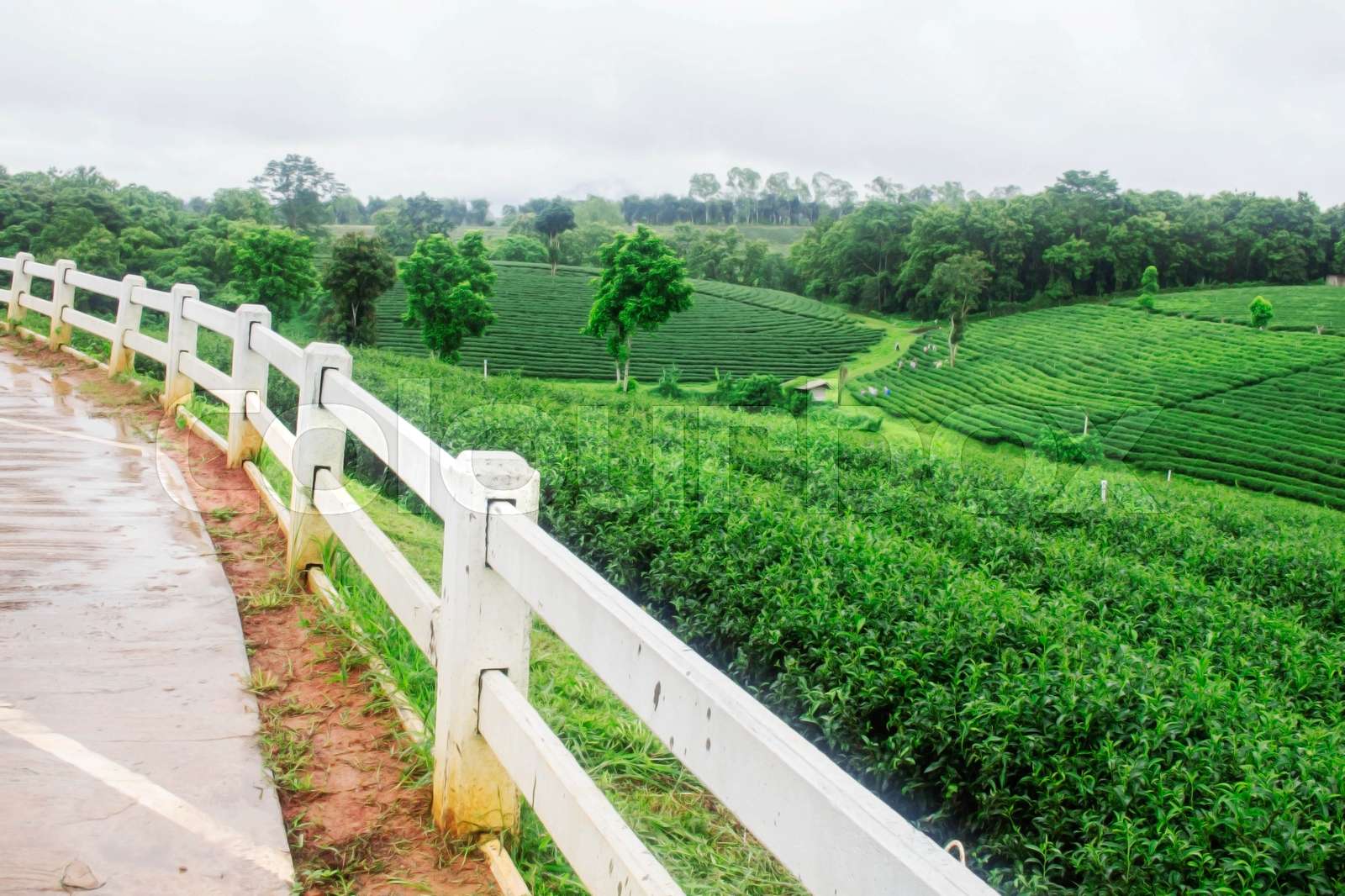 fence on tea farm. | Stock image | Colourbox