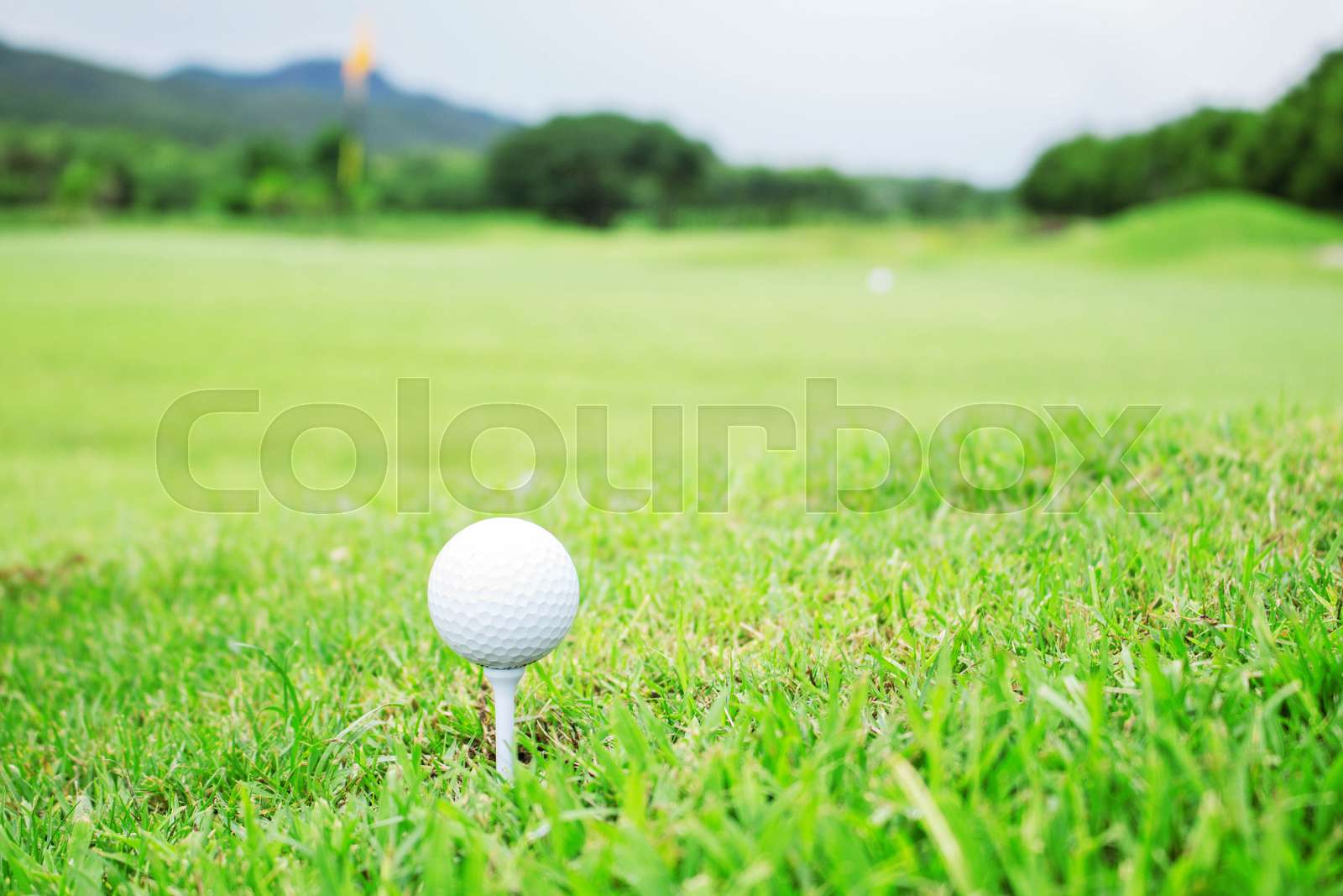 Golf ball on grass. | Stock image | Colourbox