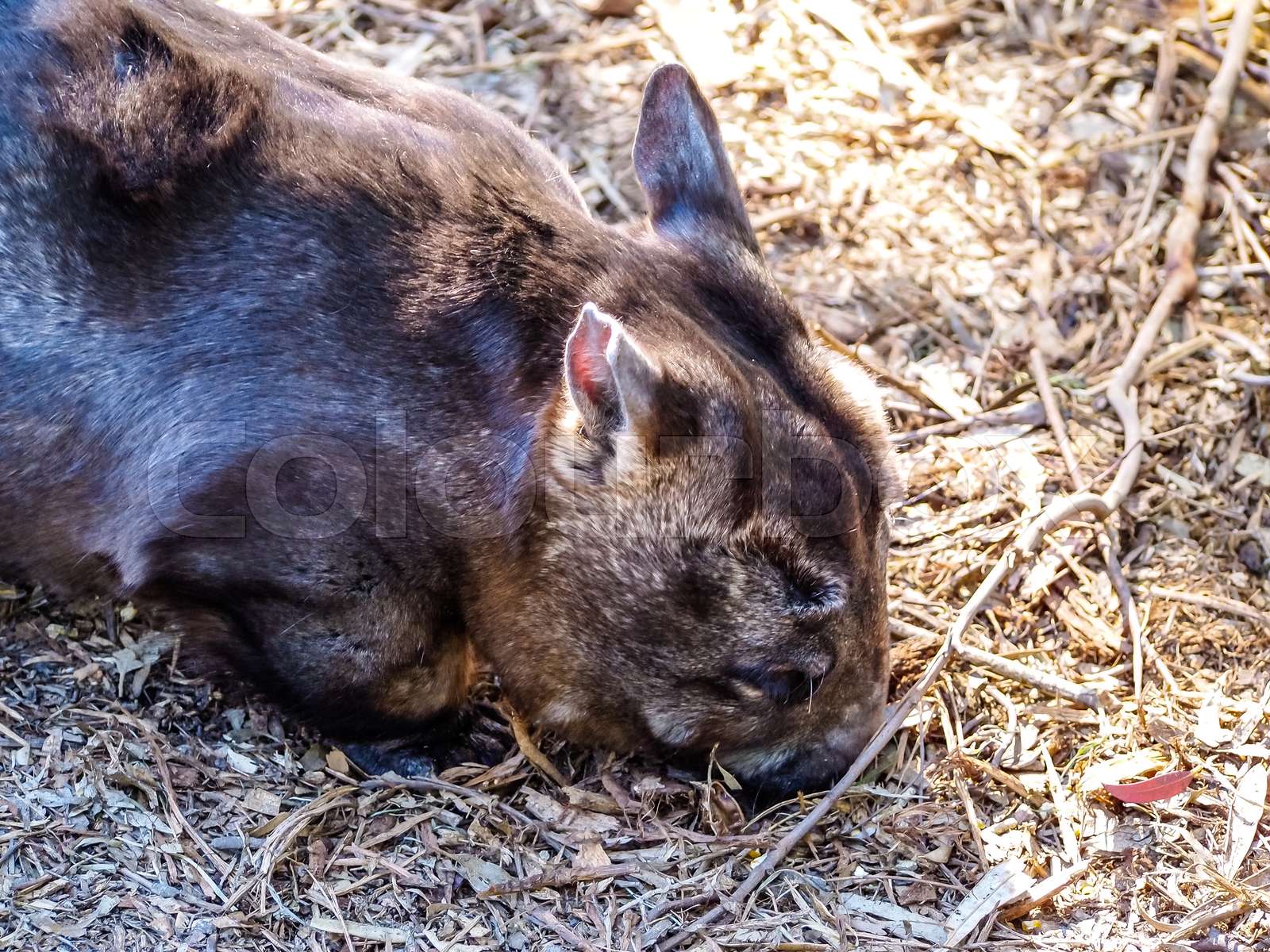 Australian Common wombat in Australia | Stock image | Colourbox