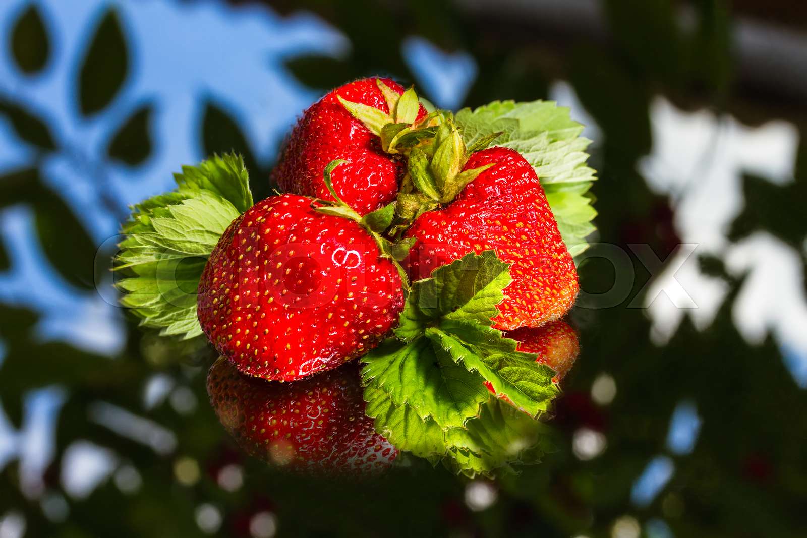 fresh stawberry | Stock image | Colourbox