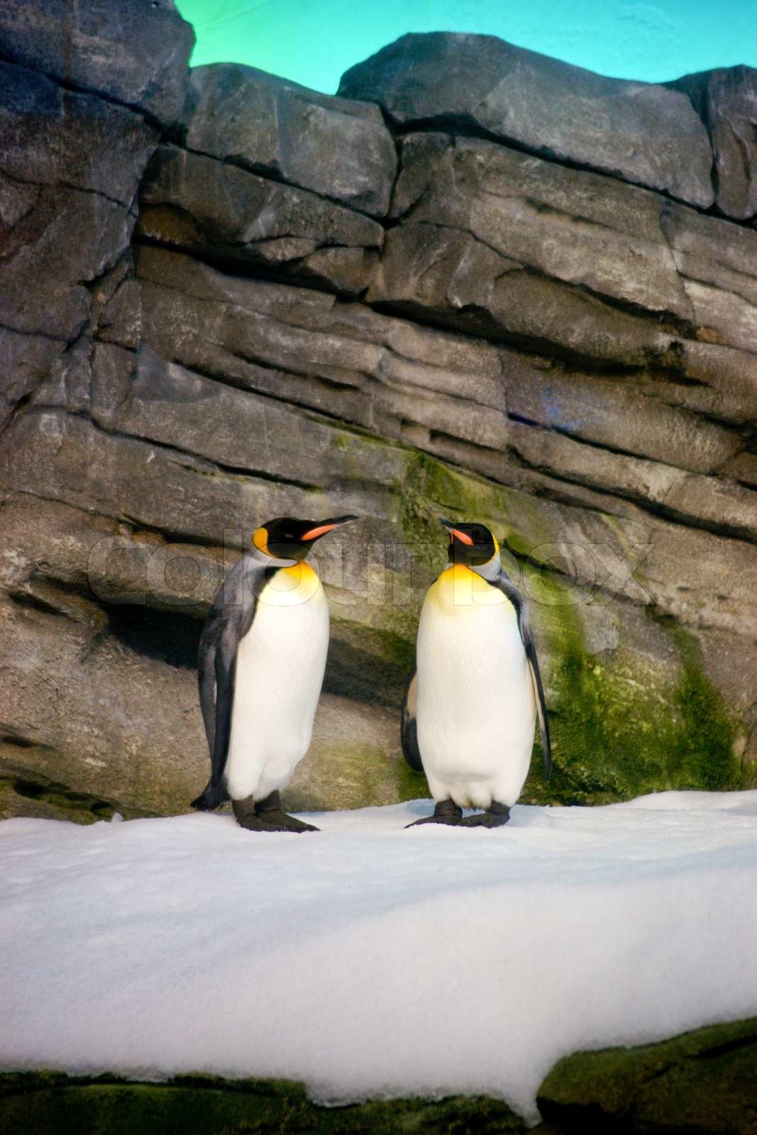 Penguins in the snow | Stock image | Colourbox