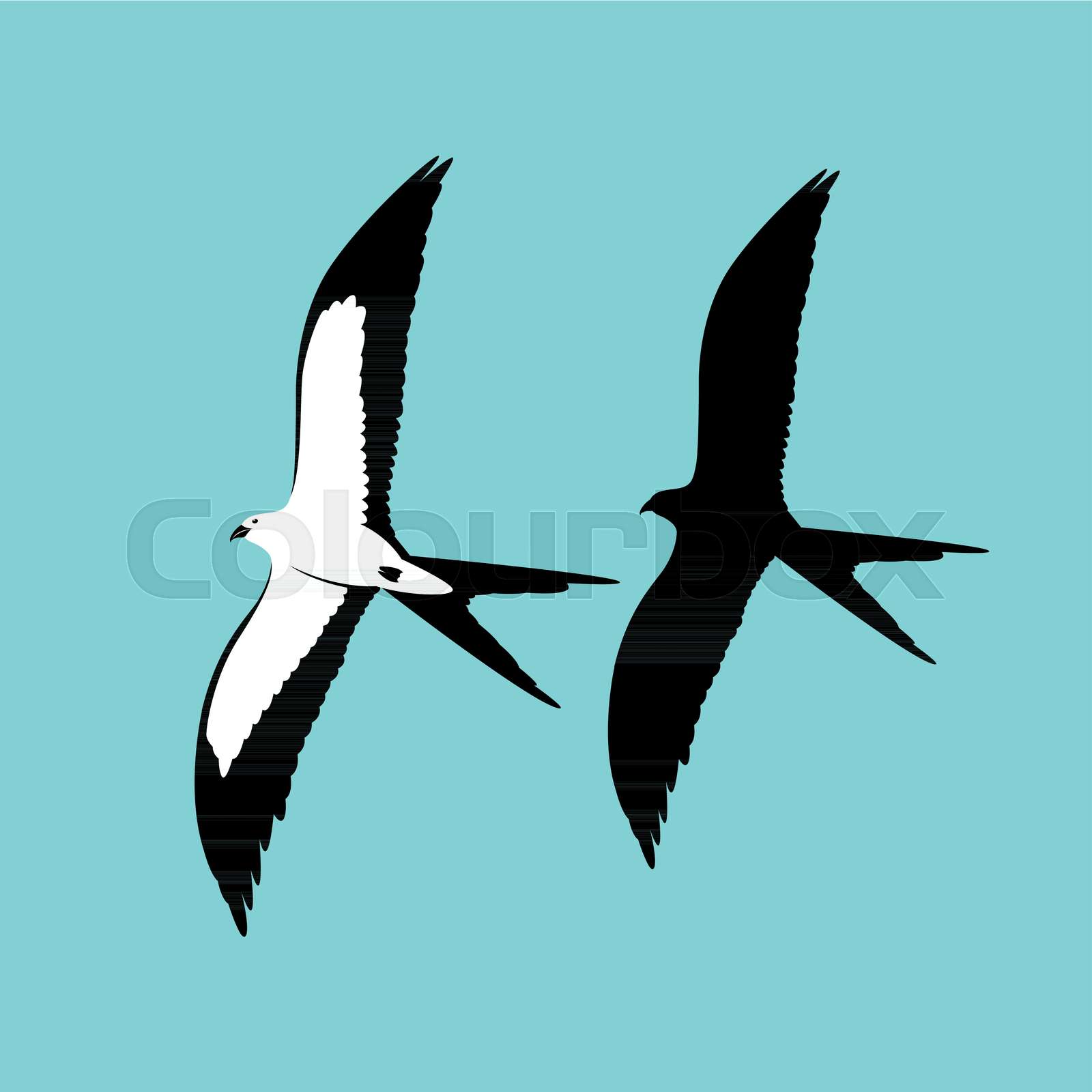 swallow - tailed kite vector | Stock vector | Colourbox