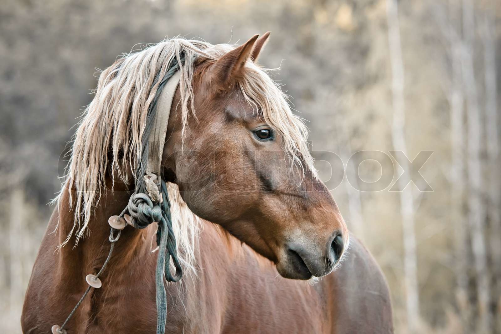 A beautiful horse in the countryside | Stock image | Colourbox