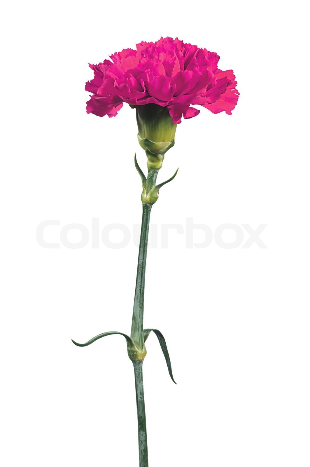 Rosa Nelke isoliert auf weiß | Stock Bild | Colourbox