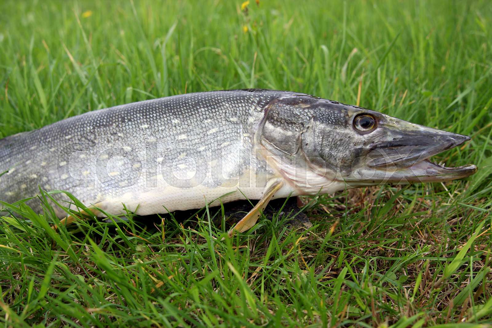 Raubfisch | Stock Bild | Colourbox