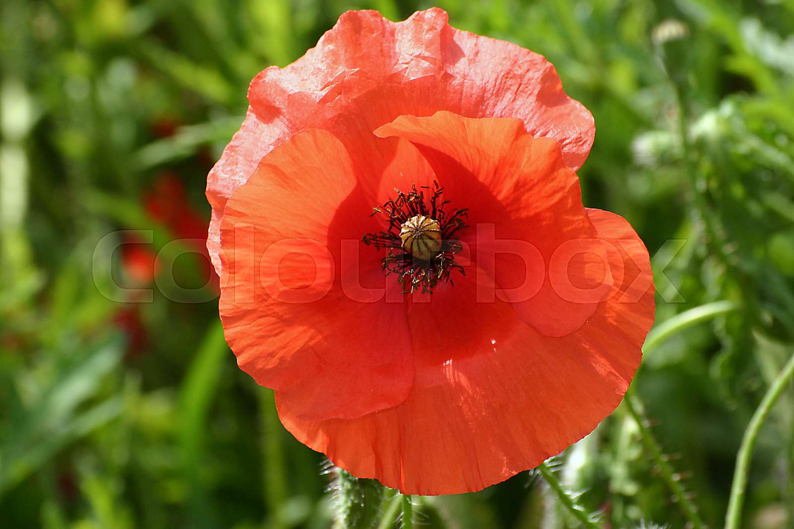 Mohnblumenwiese | Stock Bild | Colourbox