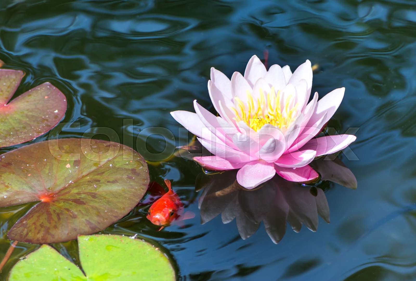 Water Lily and Goldfish | Stock image | Colourbox