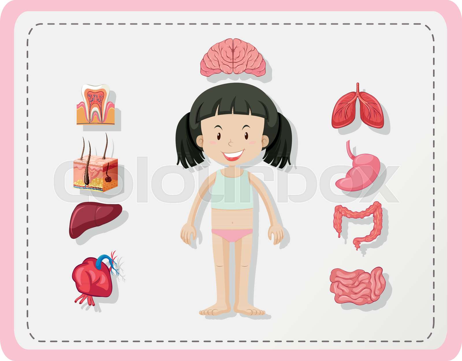 Diagram showing human parts of girl | Stock vector | Colourbox