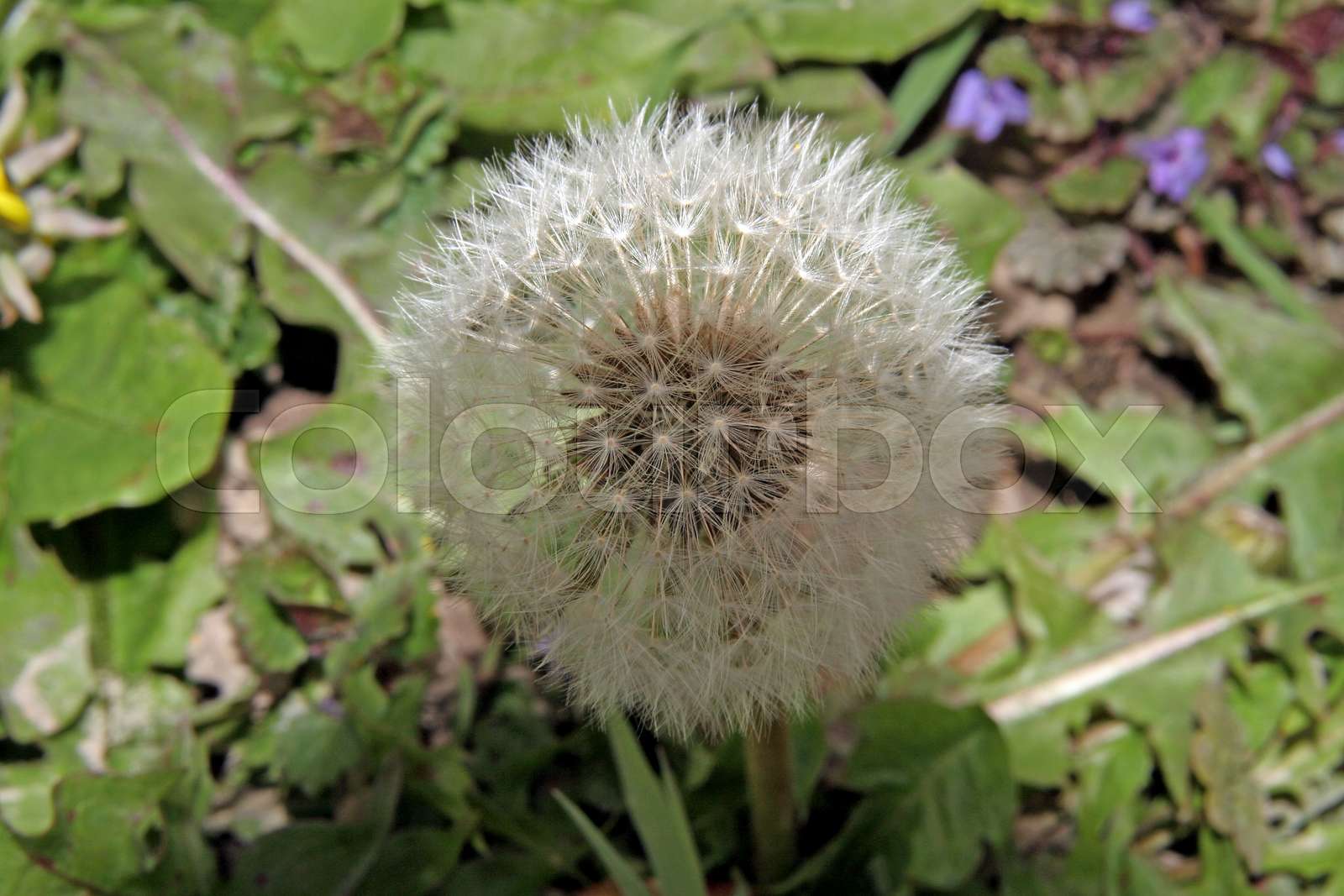 Pusteblume | Stock Bild | Colourbox
