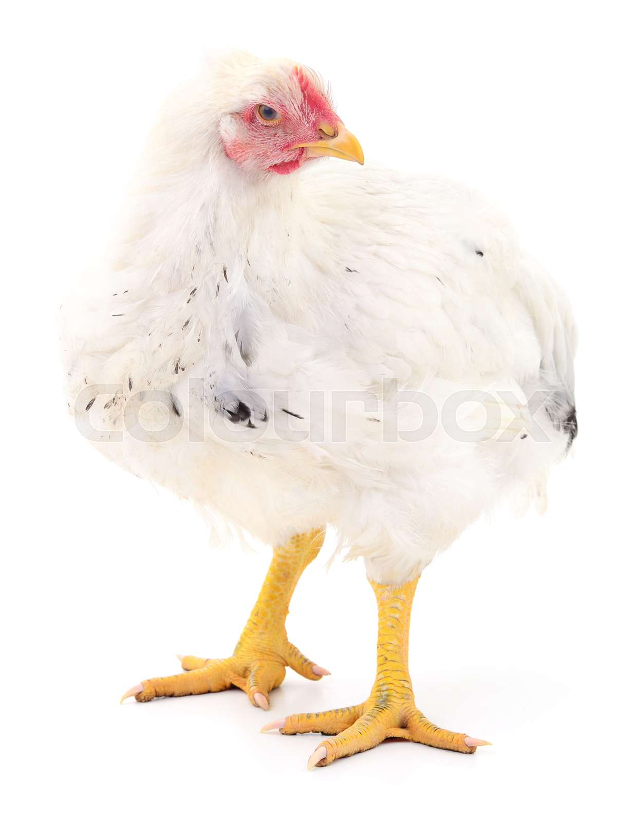 white hen isolated. | Stock image | Colourbox
