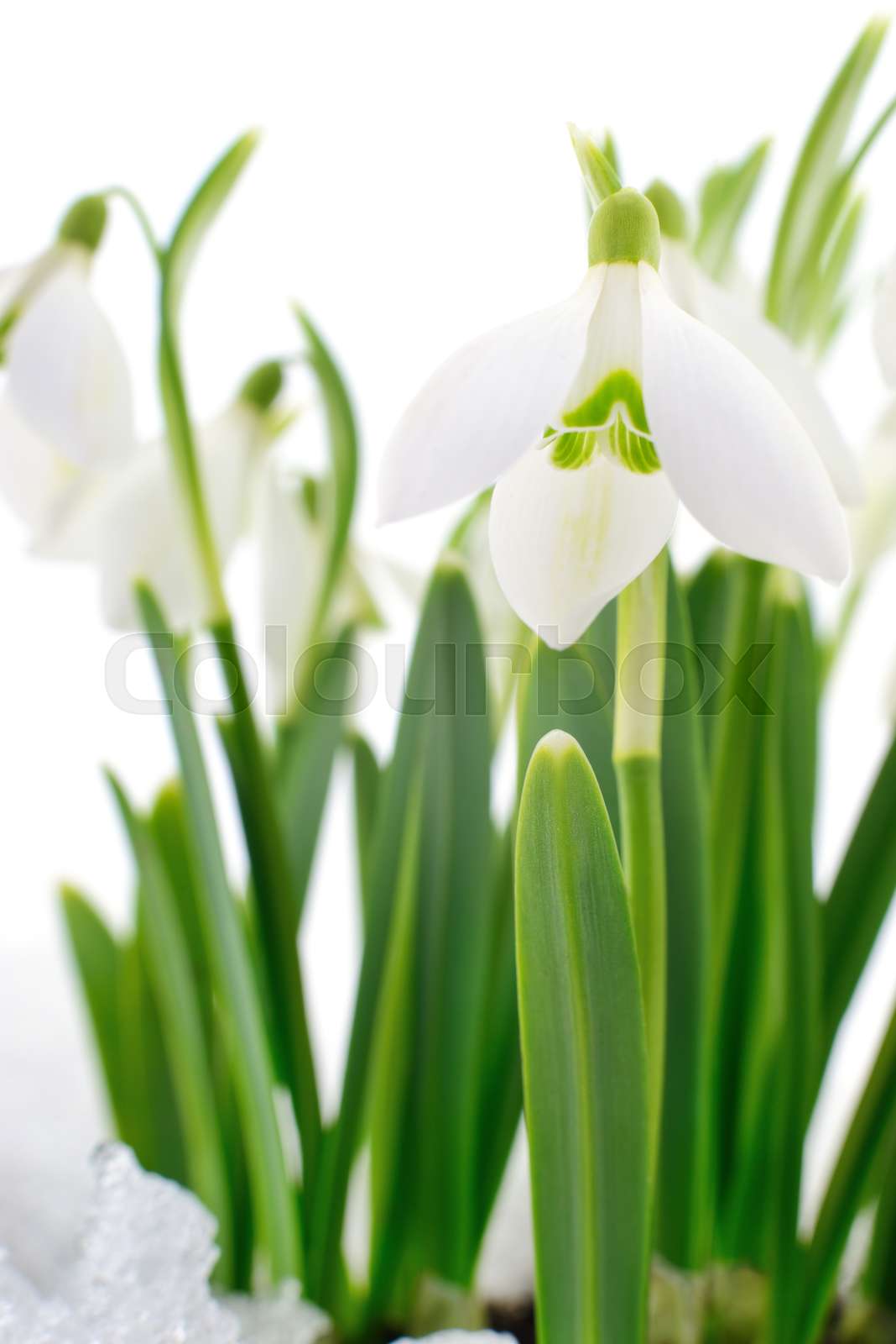 Snowdrop and Snow. | Stock image | Colourbox