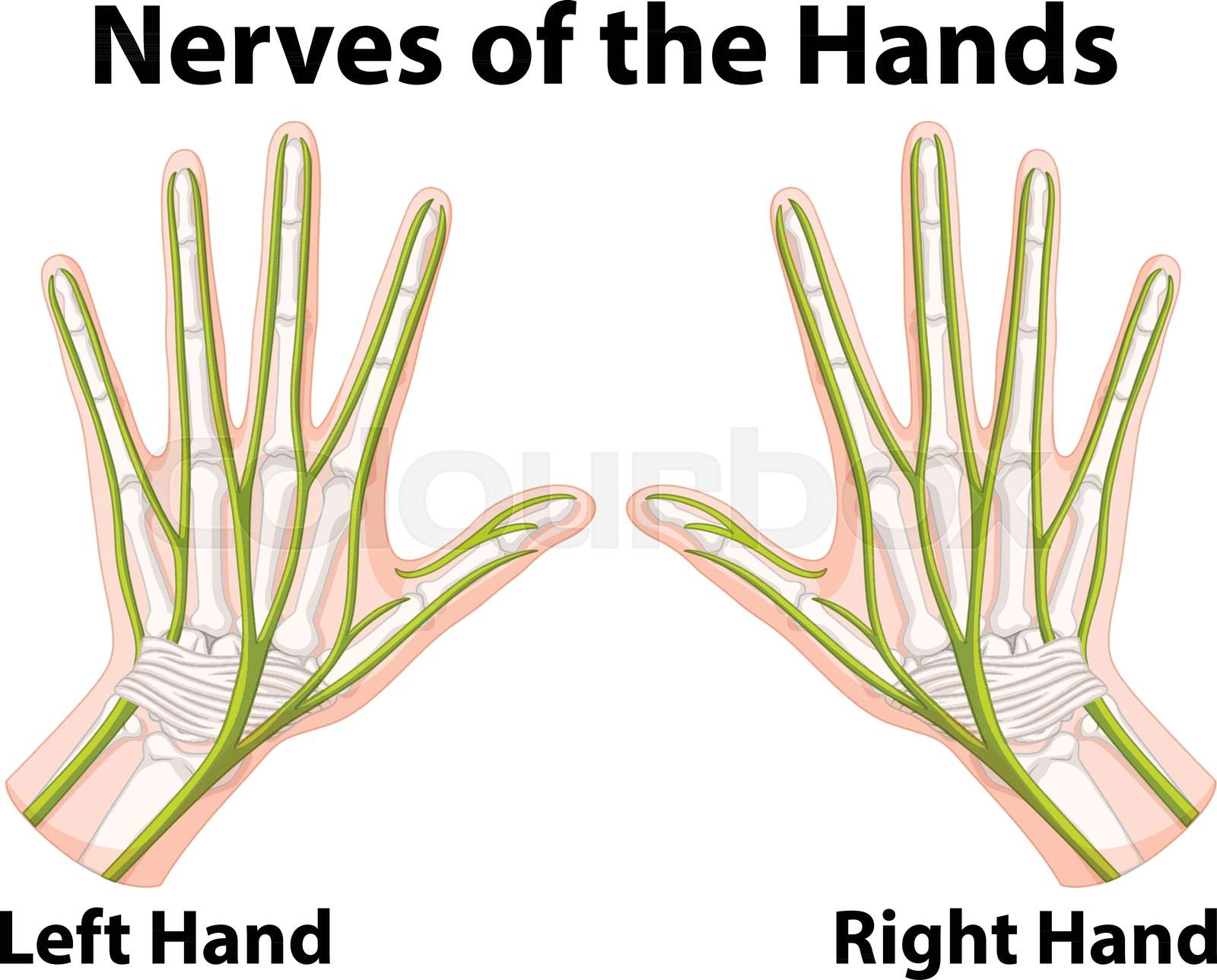 Diagram showing nerves of the hands | Stock vector | Colourbox