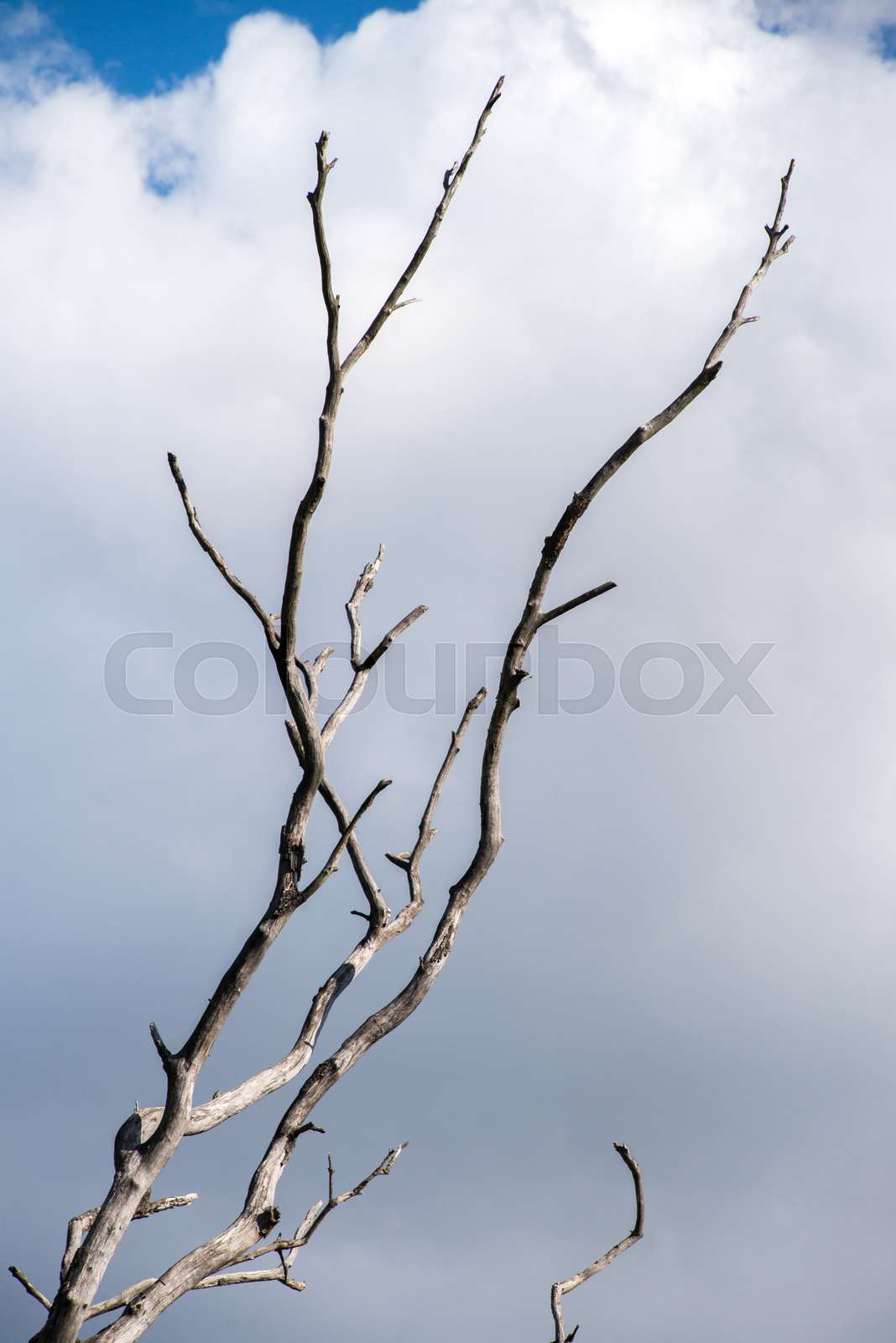 Branch of a dead tree | Stock image | Colourbox