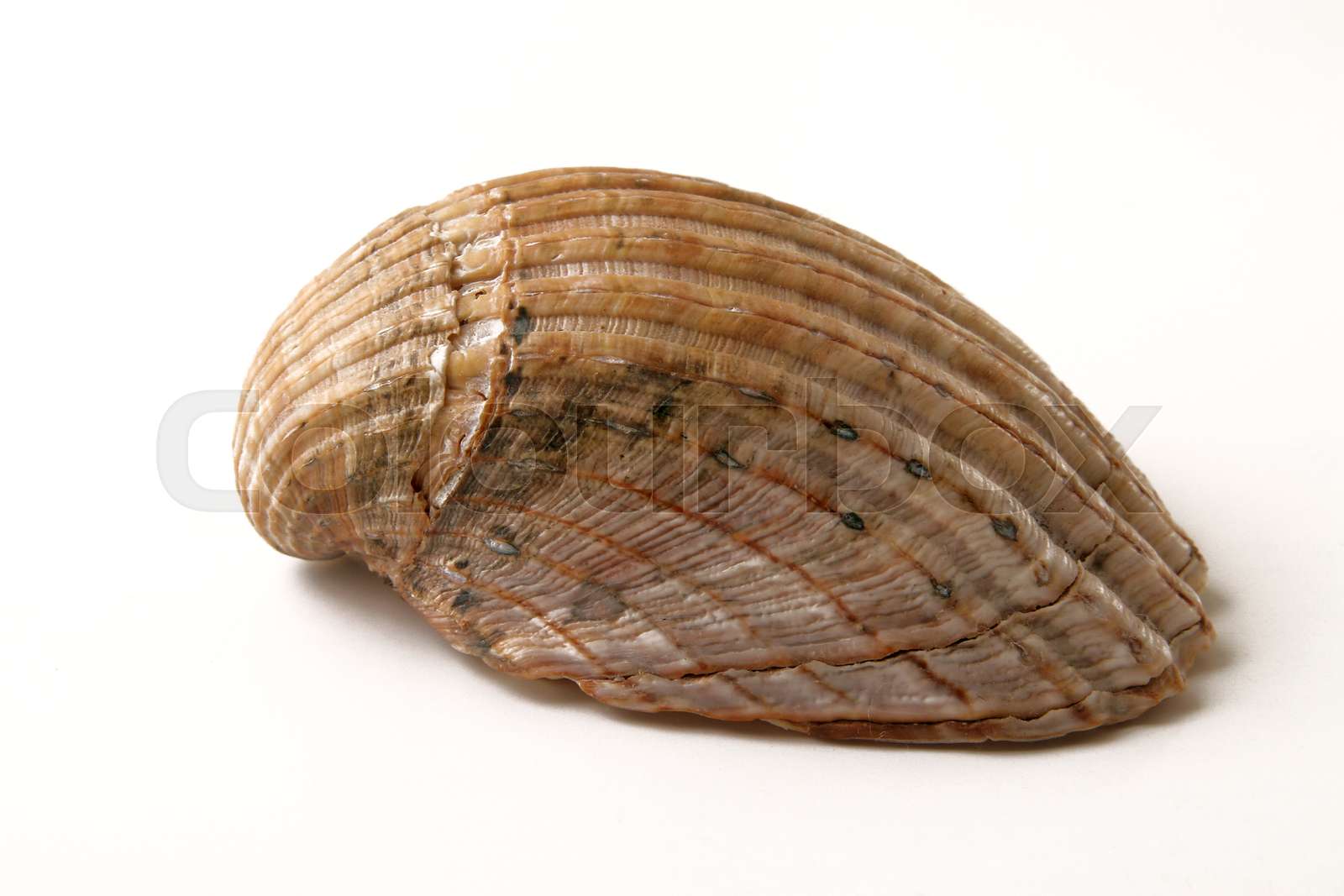 muschel, meer, tier | Stock image | Colourbox