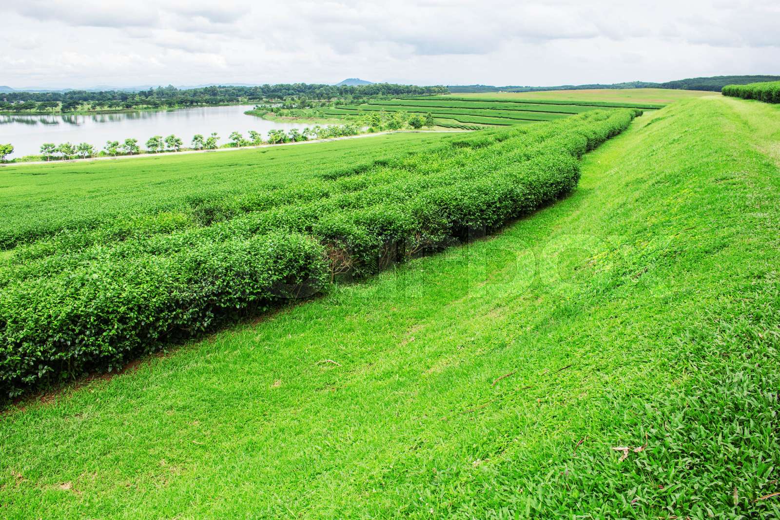 Tea plantation and pond. | Stock image | Colourbox