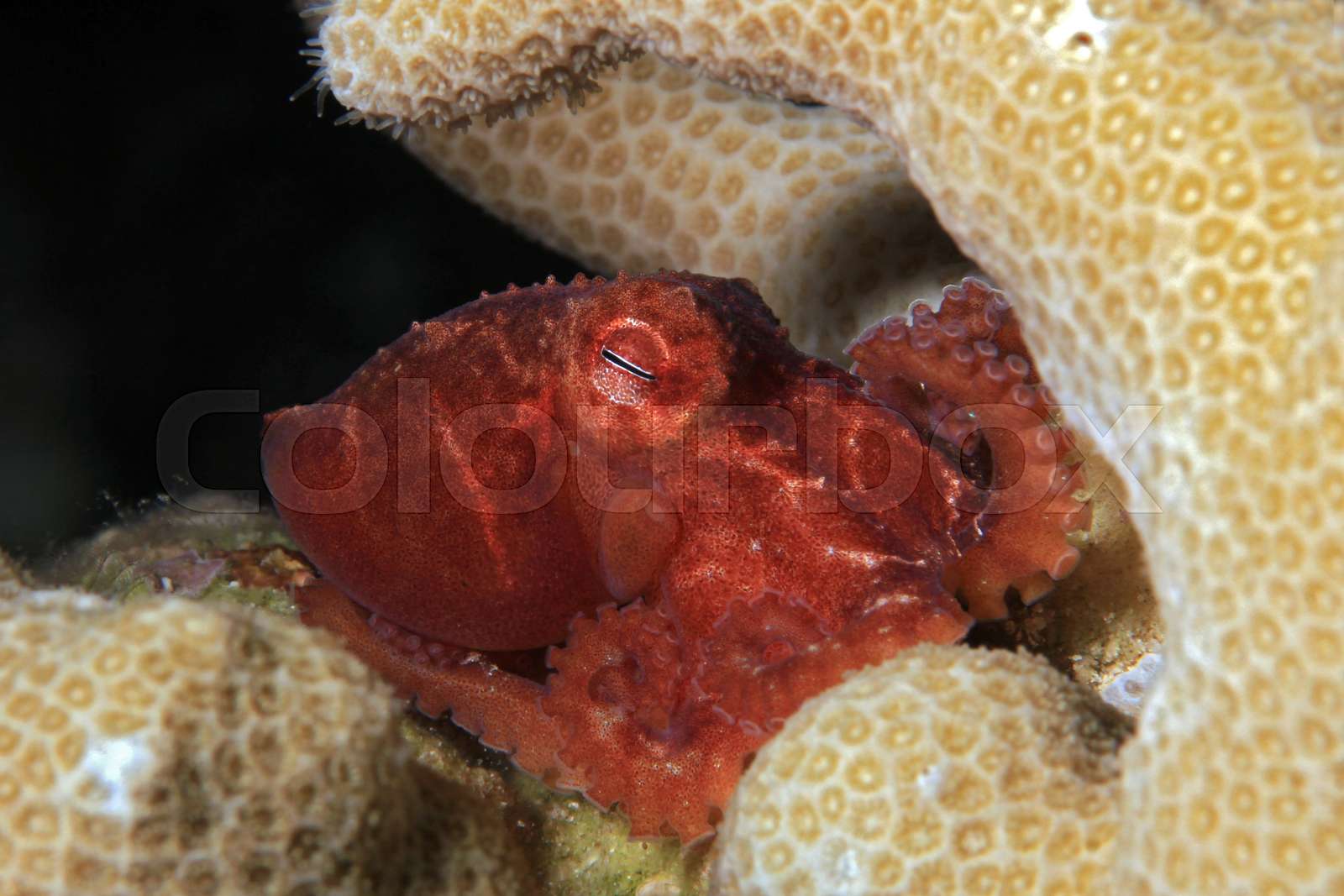 Star-sucker Pygmy Octopus | Stock image | Colourbox