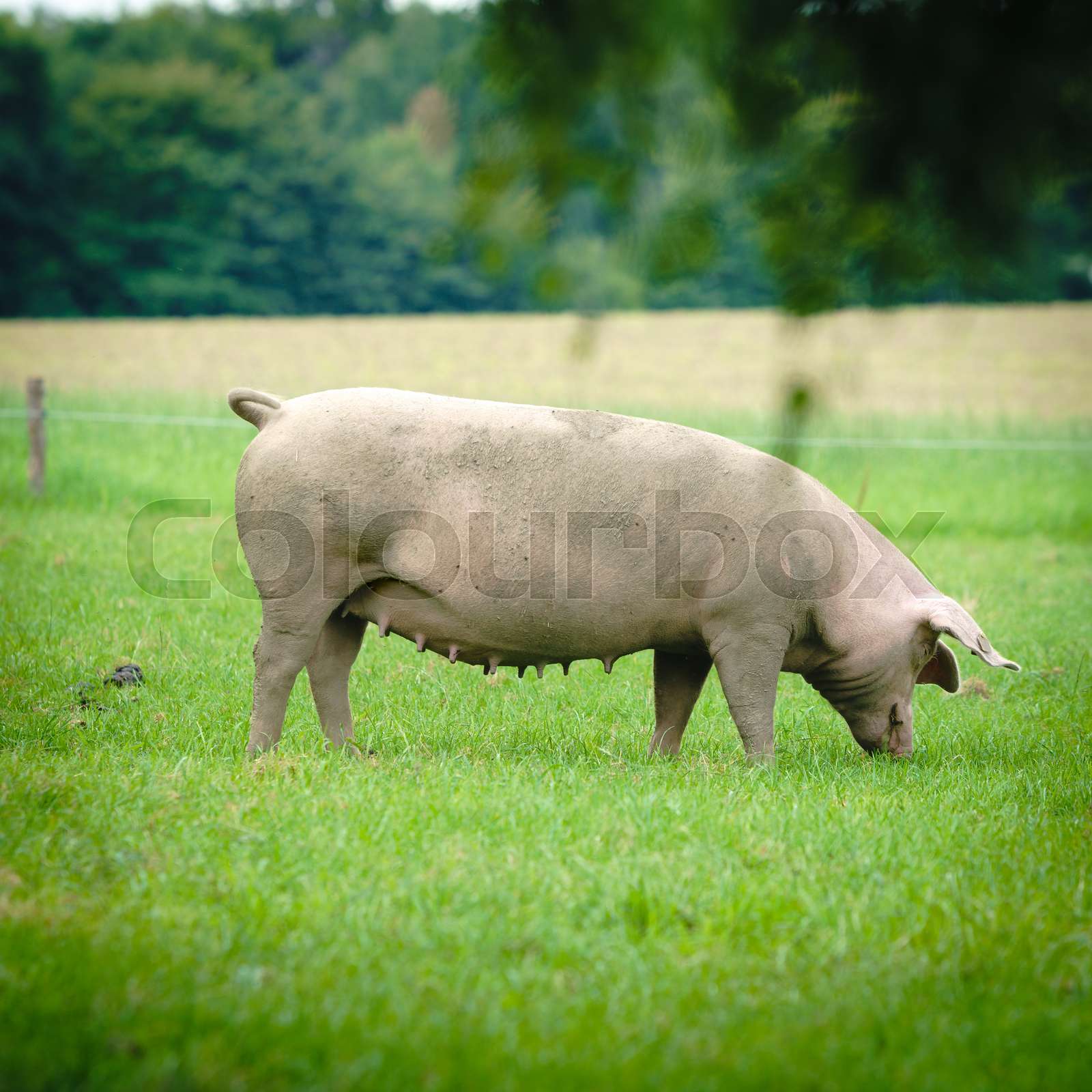 Pig portrait. Pig at pig farm | Stock image | Colourbox