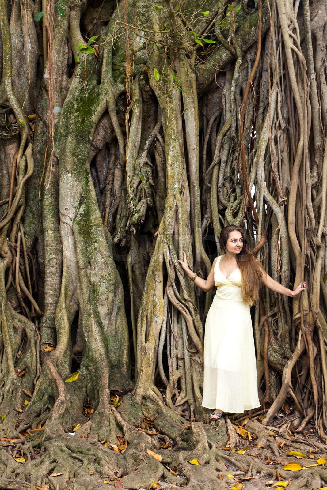 woman near a banyan tree | Stock image | Colourbox
