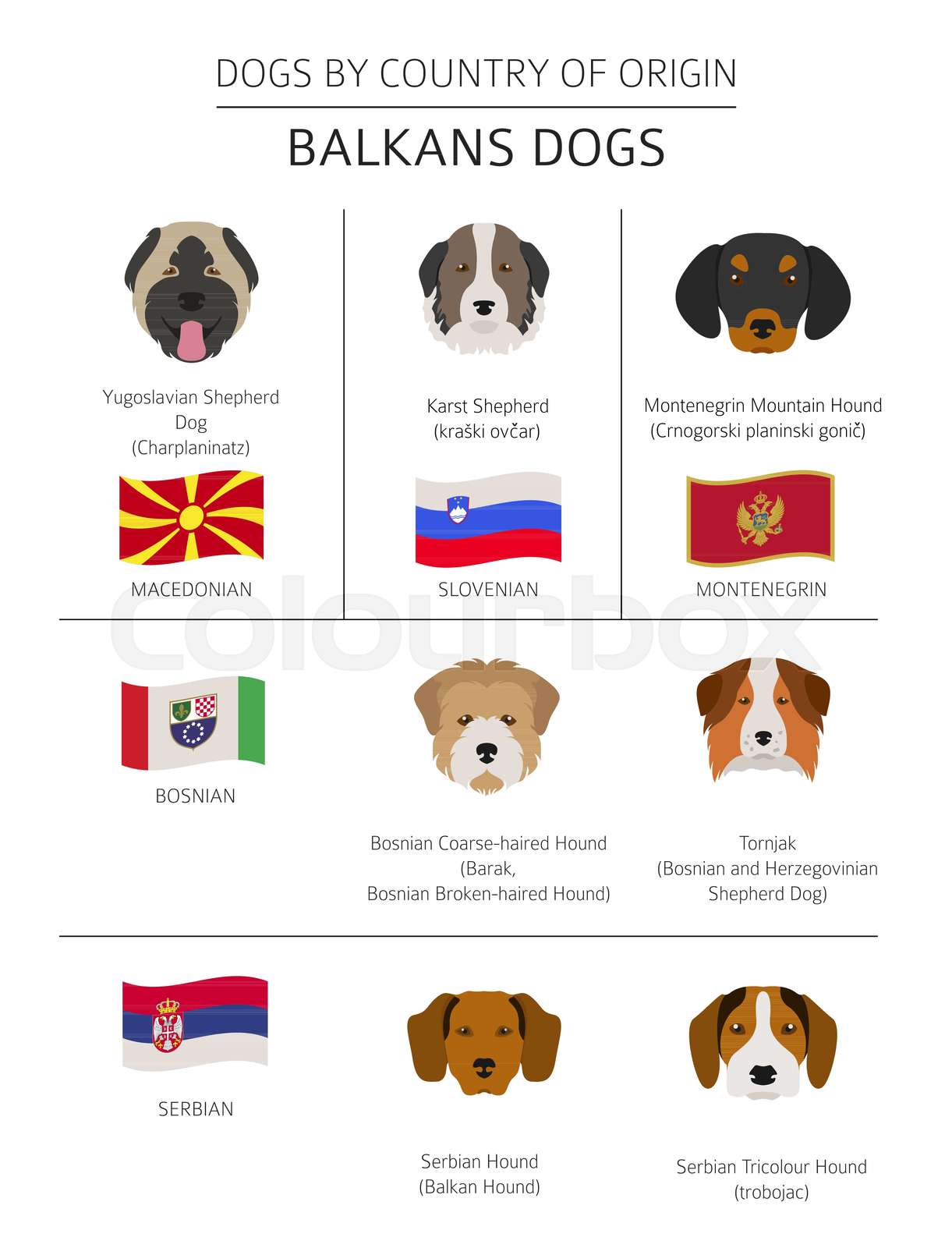 Dogs by country of origin. Balkans dog breeds: Macedonian, Bosnian ...