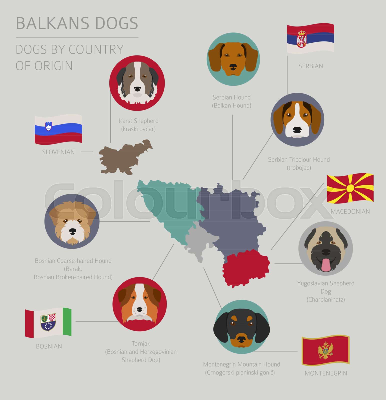 Dogs by country of origin. Balkans dog breeds: Macedonian, Bosnian ...