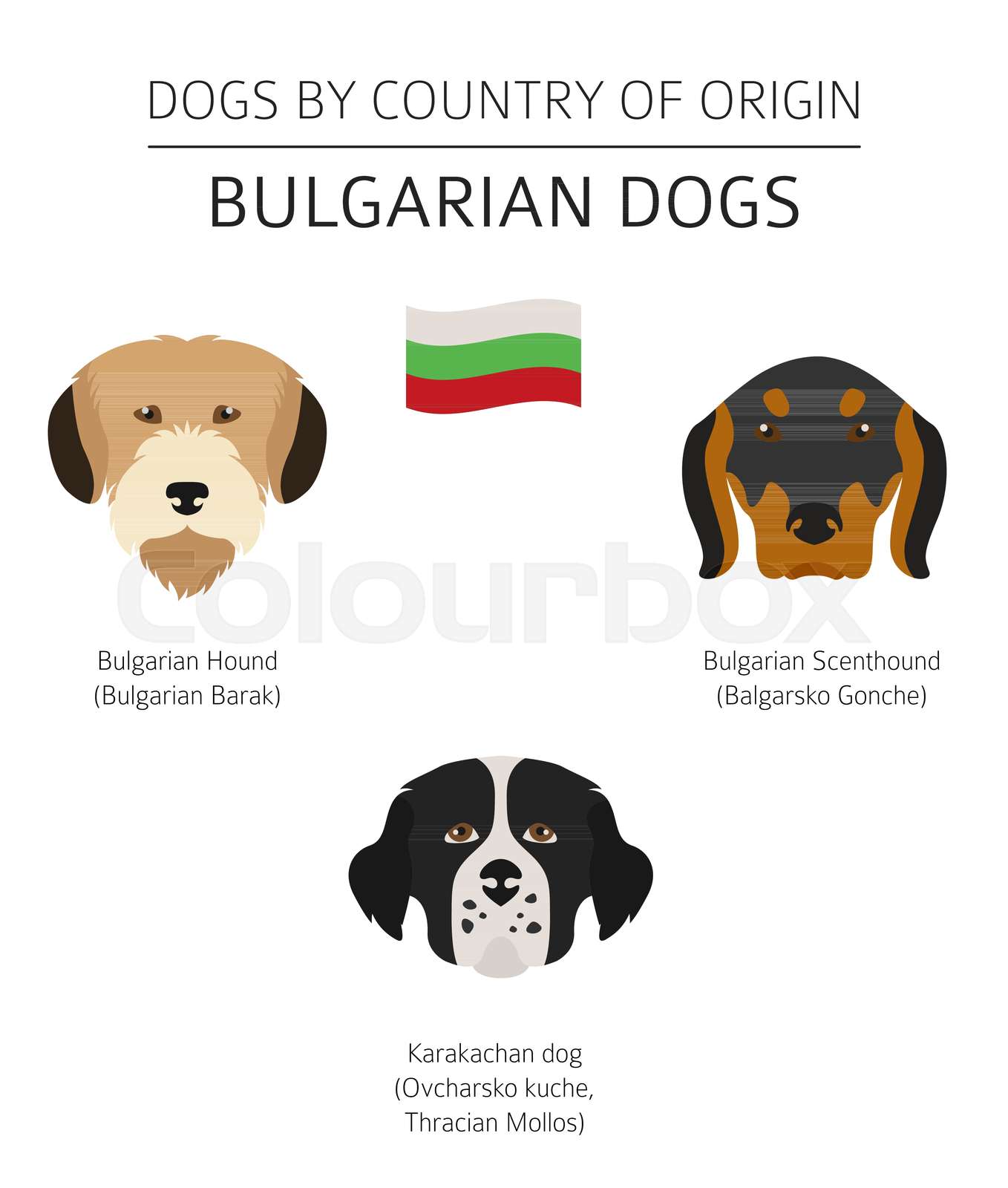 Dogs by country of origin. Bulgarian dog breeds. Infographic template ...