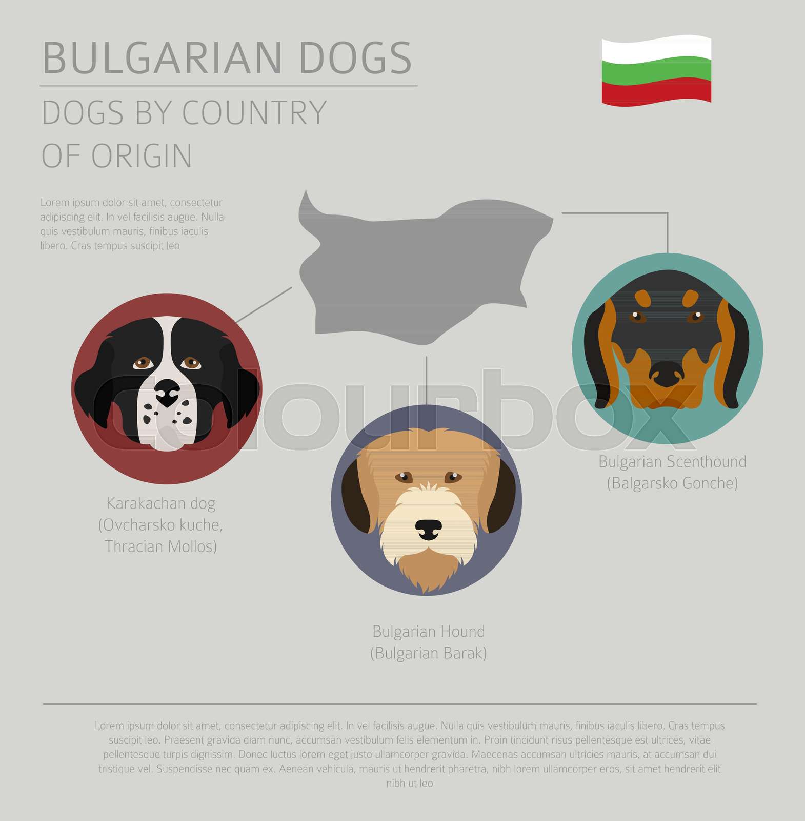 Dogs by country of origin. Bulgarian dog breeds. Infographic template ...