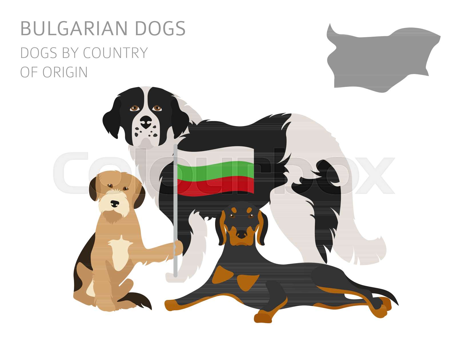 Dogs by country of origin. Bulgarian dog breeds. Infographic template ...
