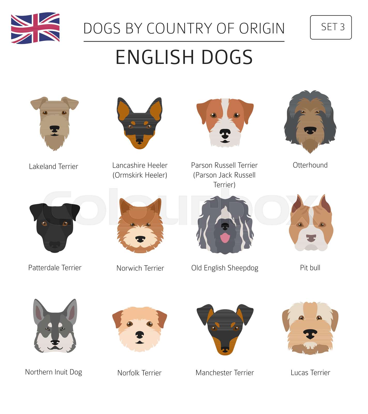 Dogs by country of origin. English dog breeds. Infographic template ...