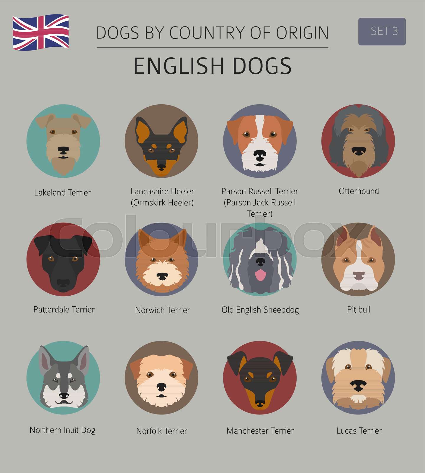 Dogs by country of origin. English dog breeds. Infographic template ...