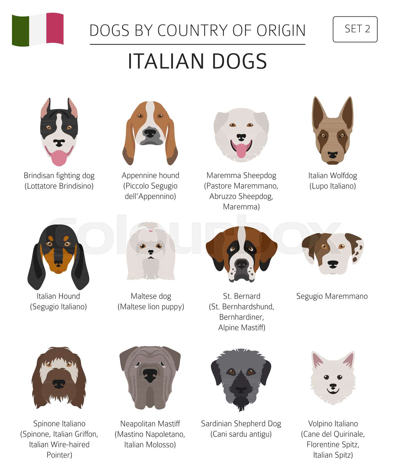 Dogs by country of origin. Italian dog breeds. Infographic template ...