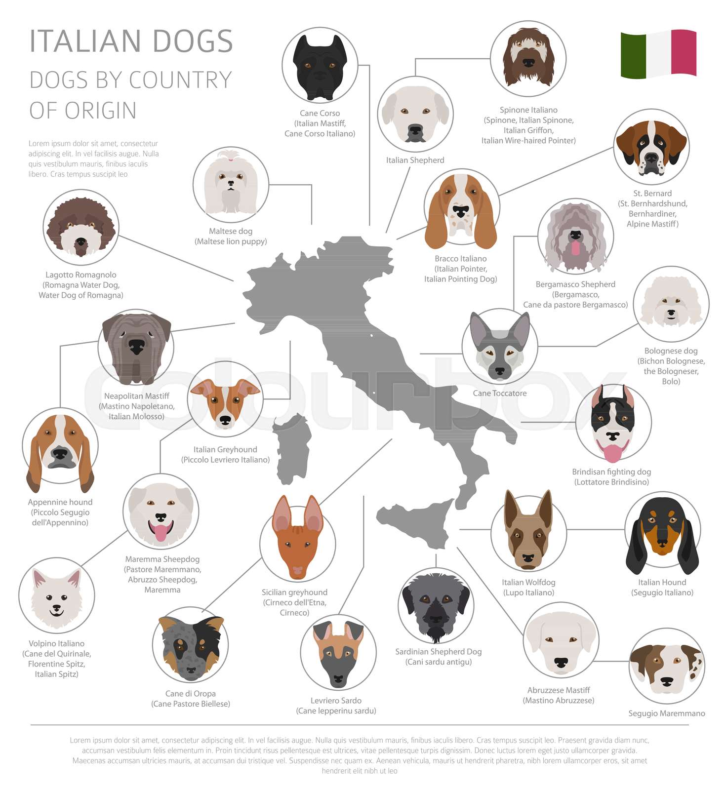 Dogs by country of origin. Italian dog breeds. Infographic template ...