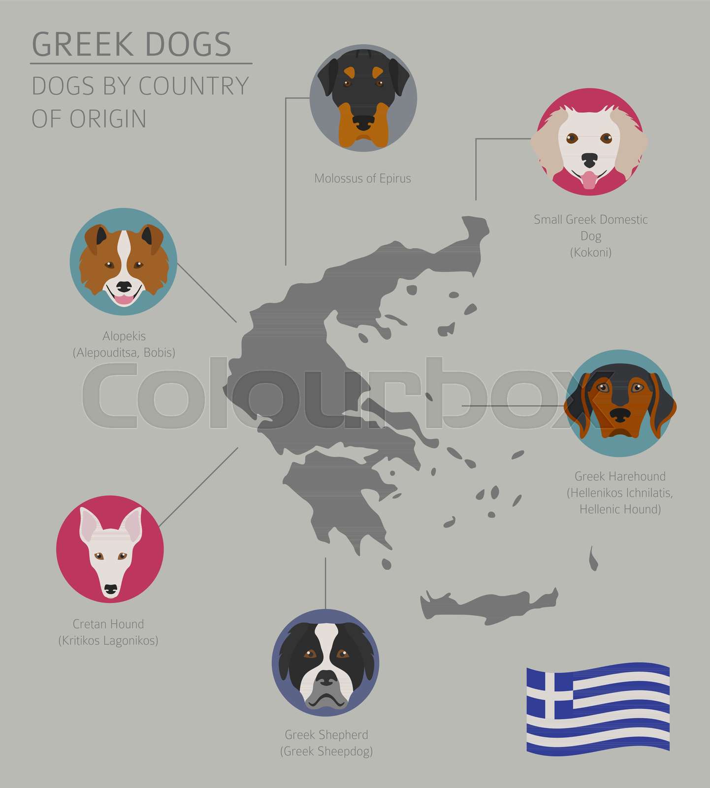 Dogs by country of origin. Greek dog breeds. Infographic template ...
