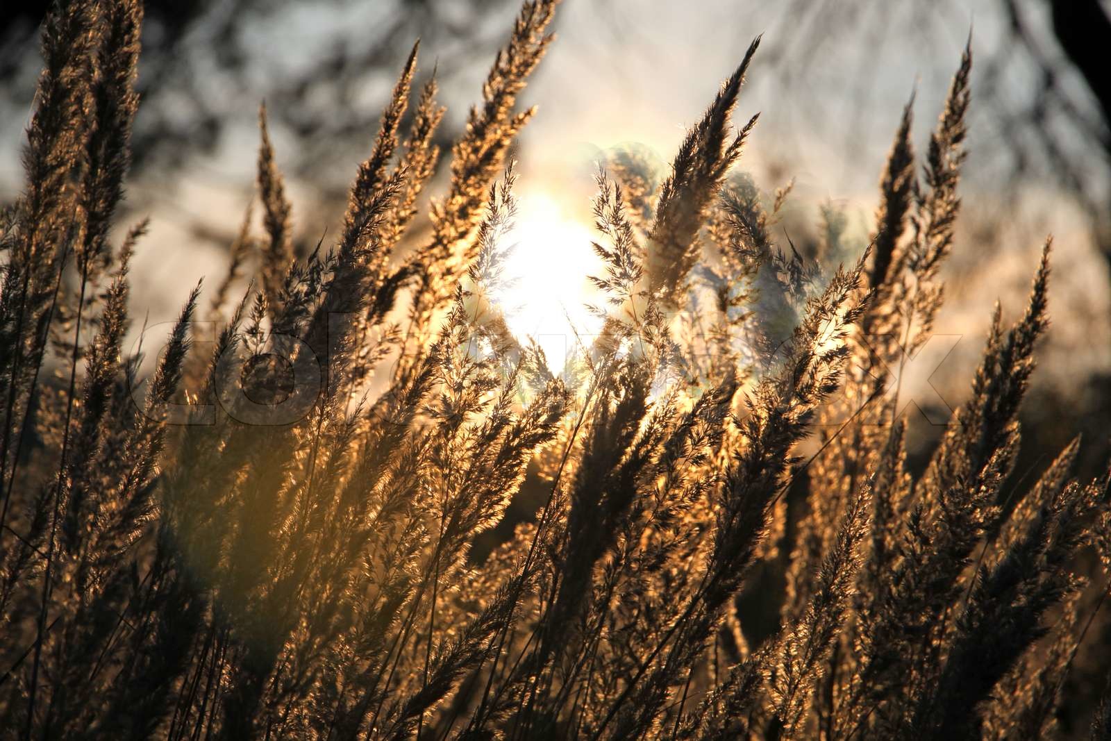 Close-up dry grass field over the setting sun | Stock image | Colourbox