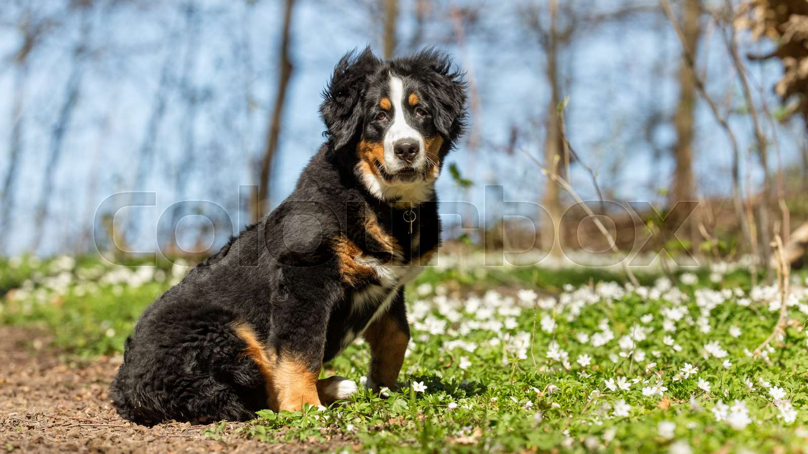 Berner sennen dog | Stock image | Colourbox