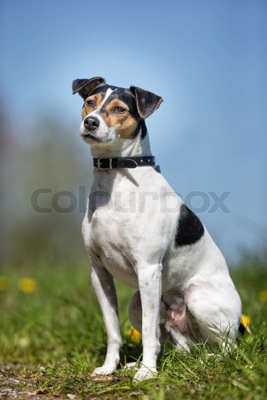 Danish swedish farm dog | Stock image | Colourbox