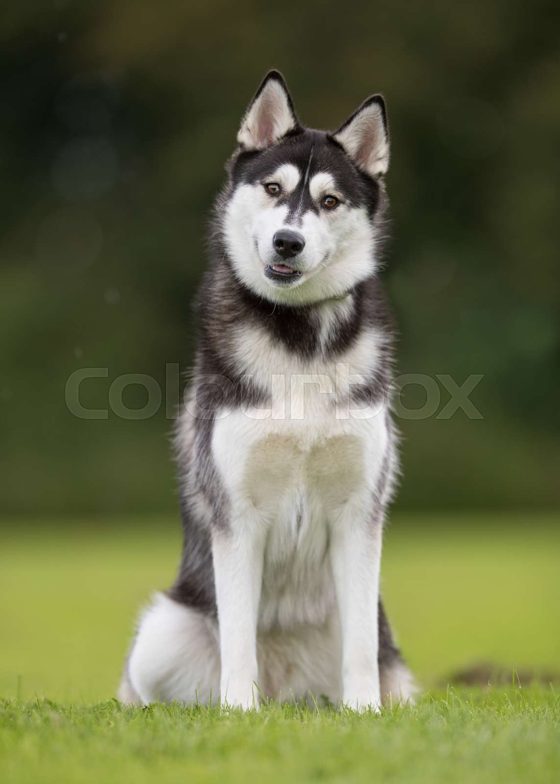 Young siberian husky dog | Stock image | Colourbox