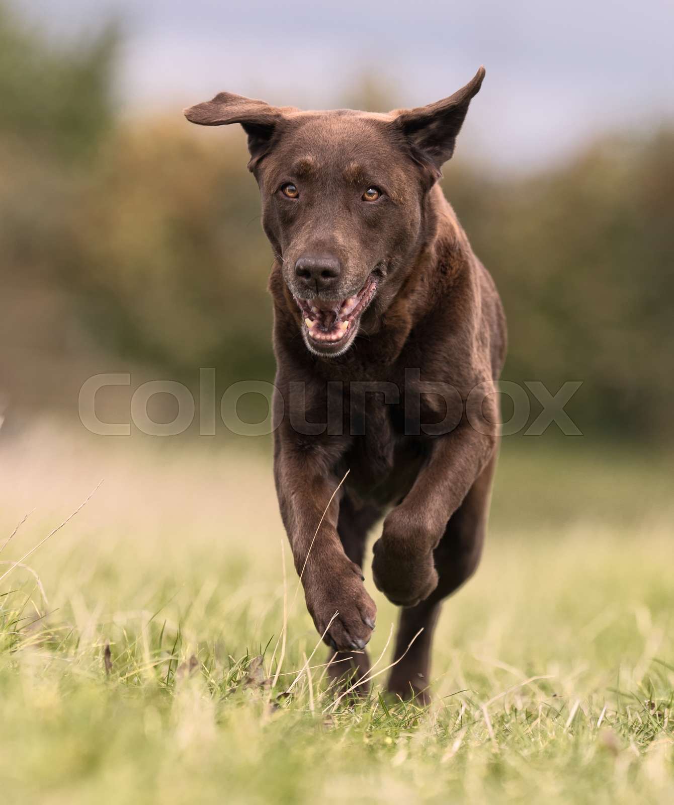 Brown labrador retriever dog | Stock image | Colourbox