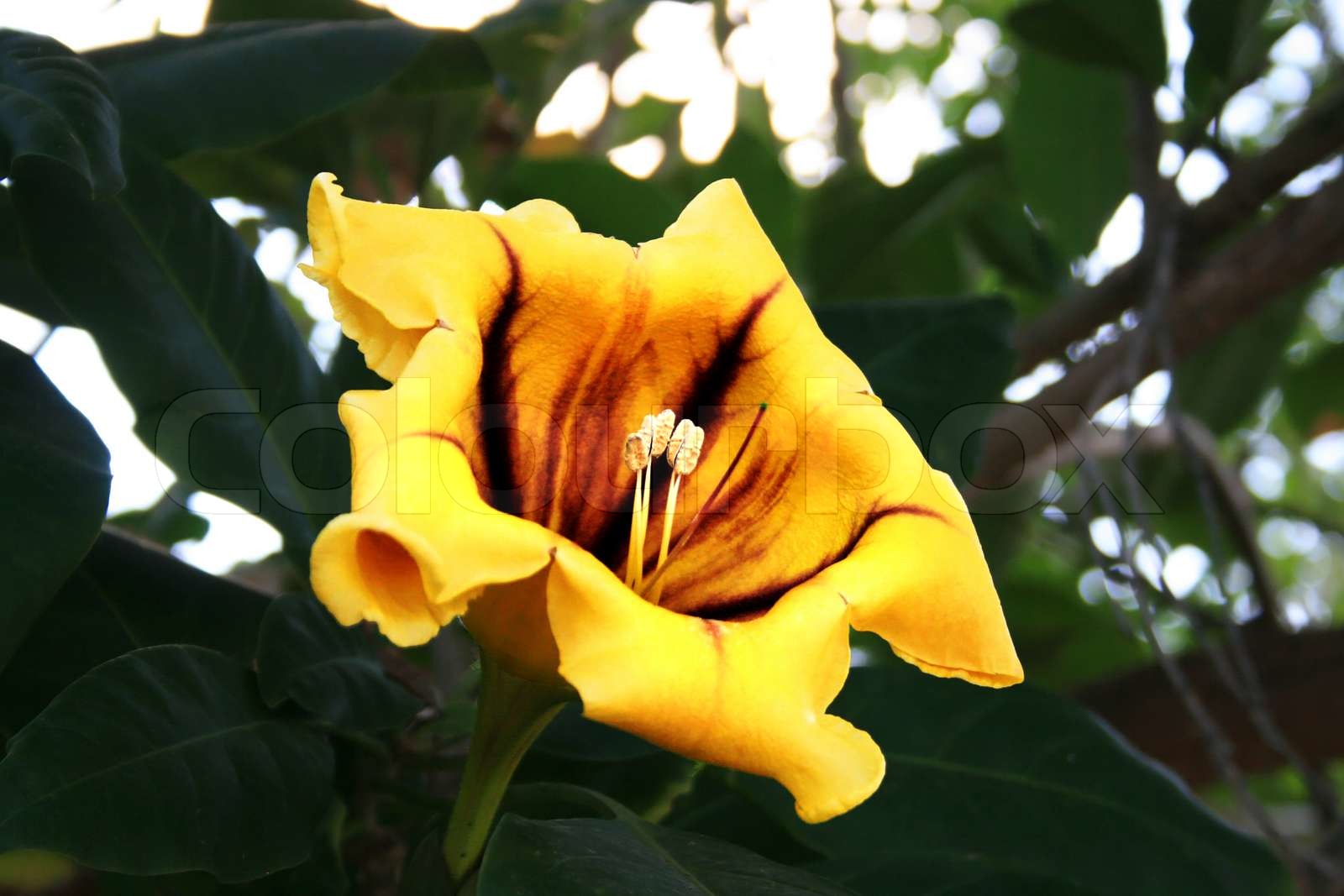Yellow brugmansia known also as angel trumpets in tropical garden ...