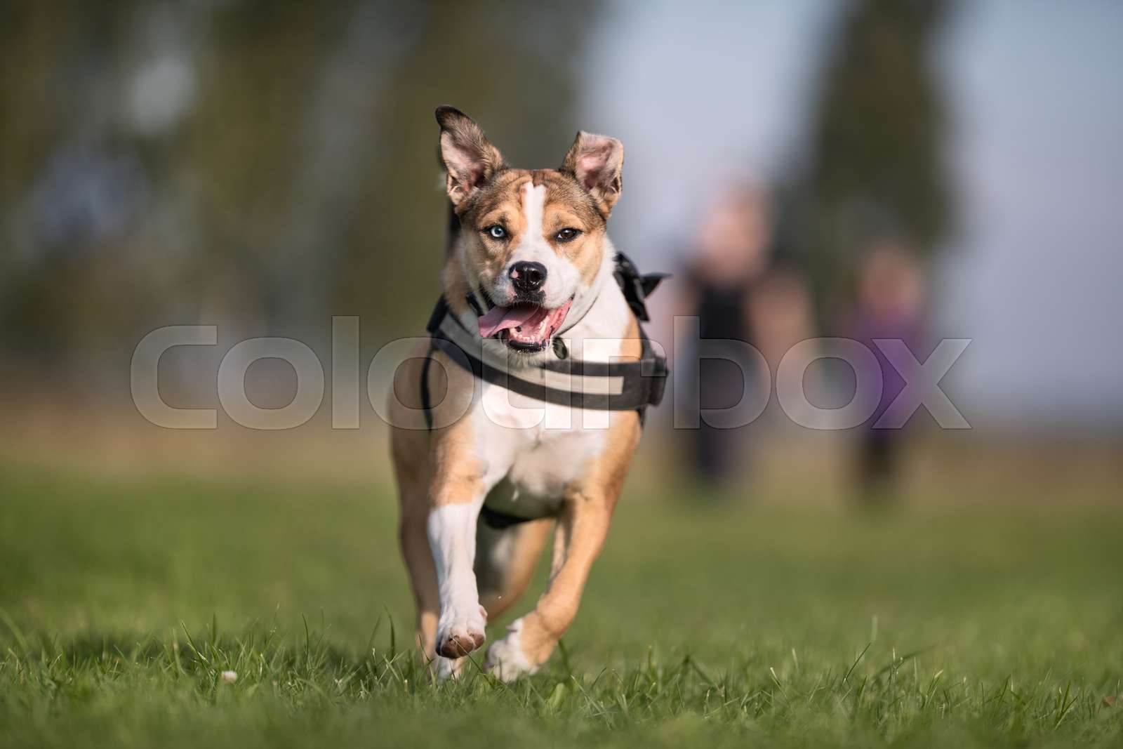 Happy dog | Stock image | Colourbox